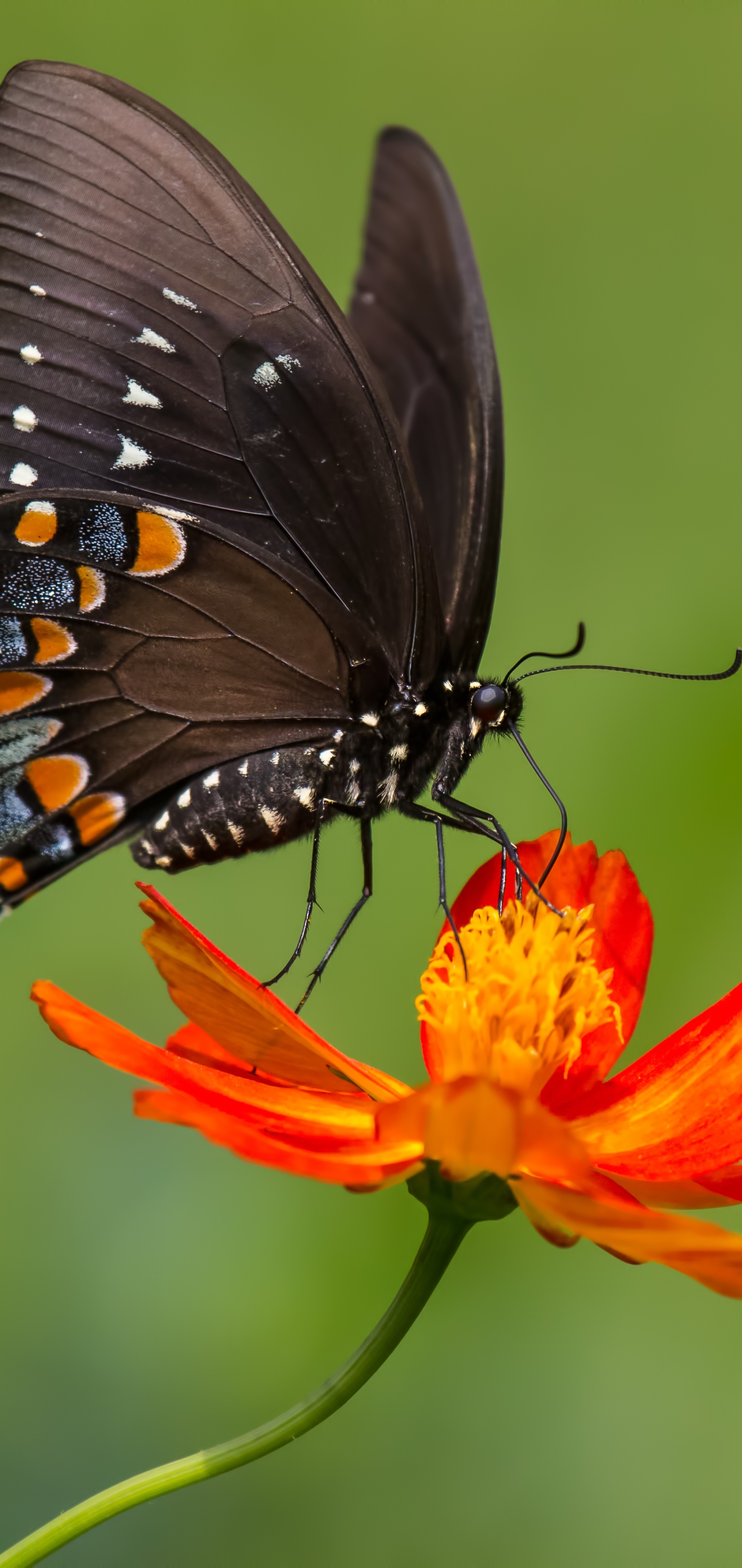 «Butterfly phone wallpaper» HD Wallpapers