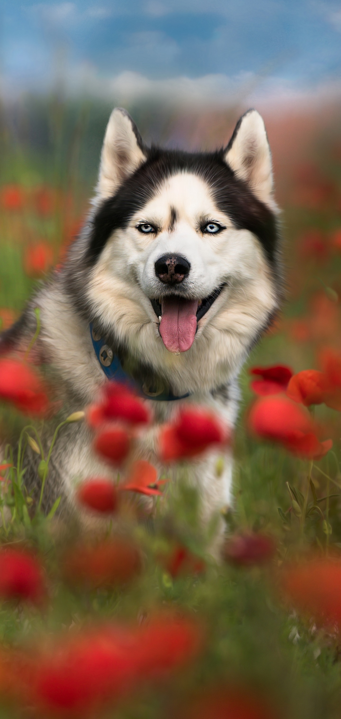 Animal Husky, Poppy, Summer, Dog, Depth Of Field, Red Flower, 1440X3040 ...