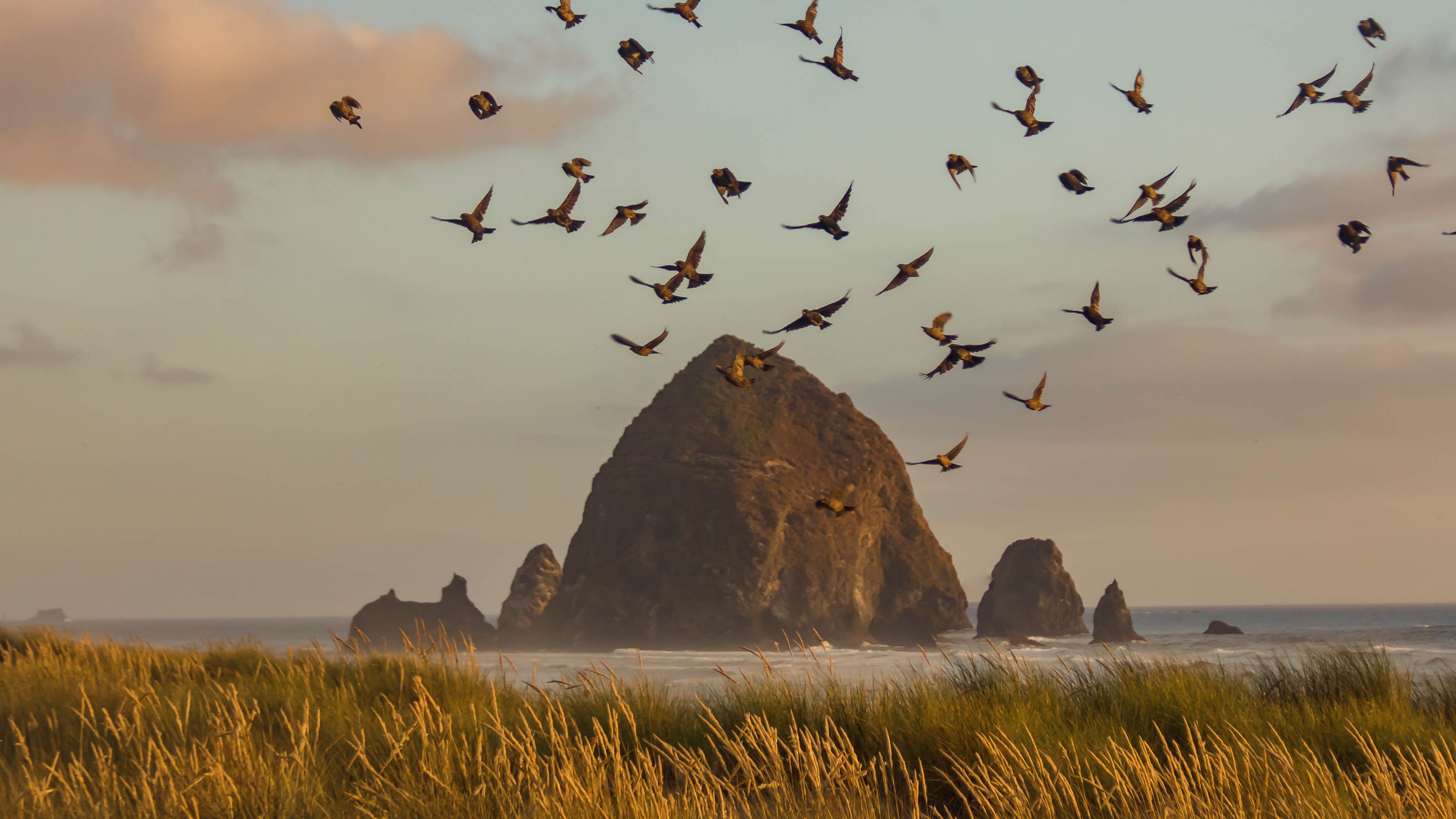 rock, block, birds, grass, 4k HD Wallpaper
