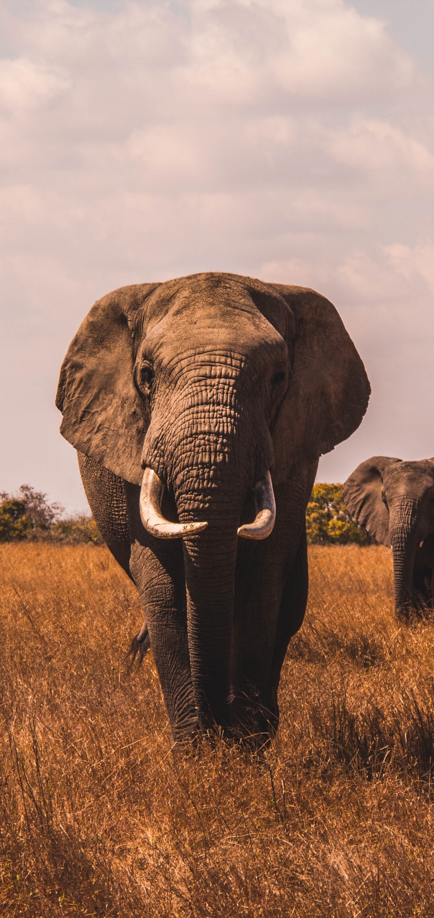Animal African bush elephant, Elephant, Stare, 1440x3040 Phone HD Wallpaper