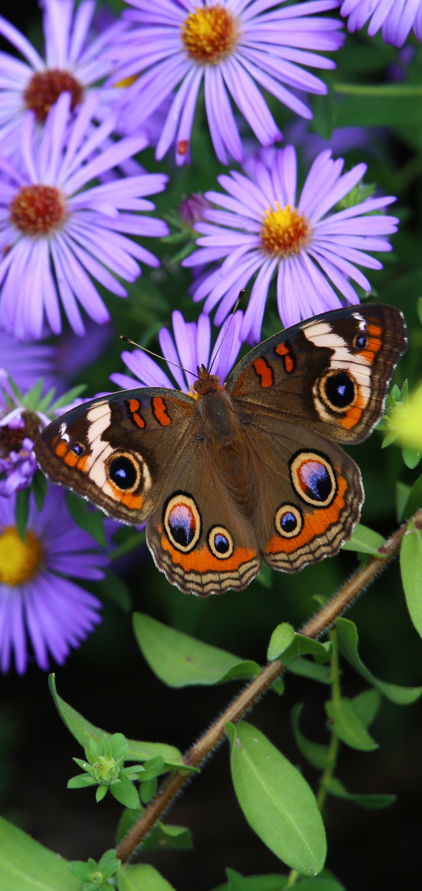 «Butterfly phone wallpaper» HD Wallpapers