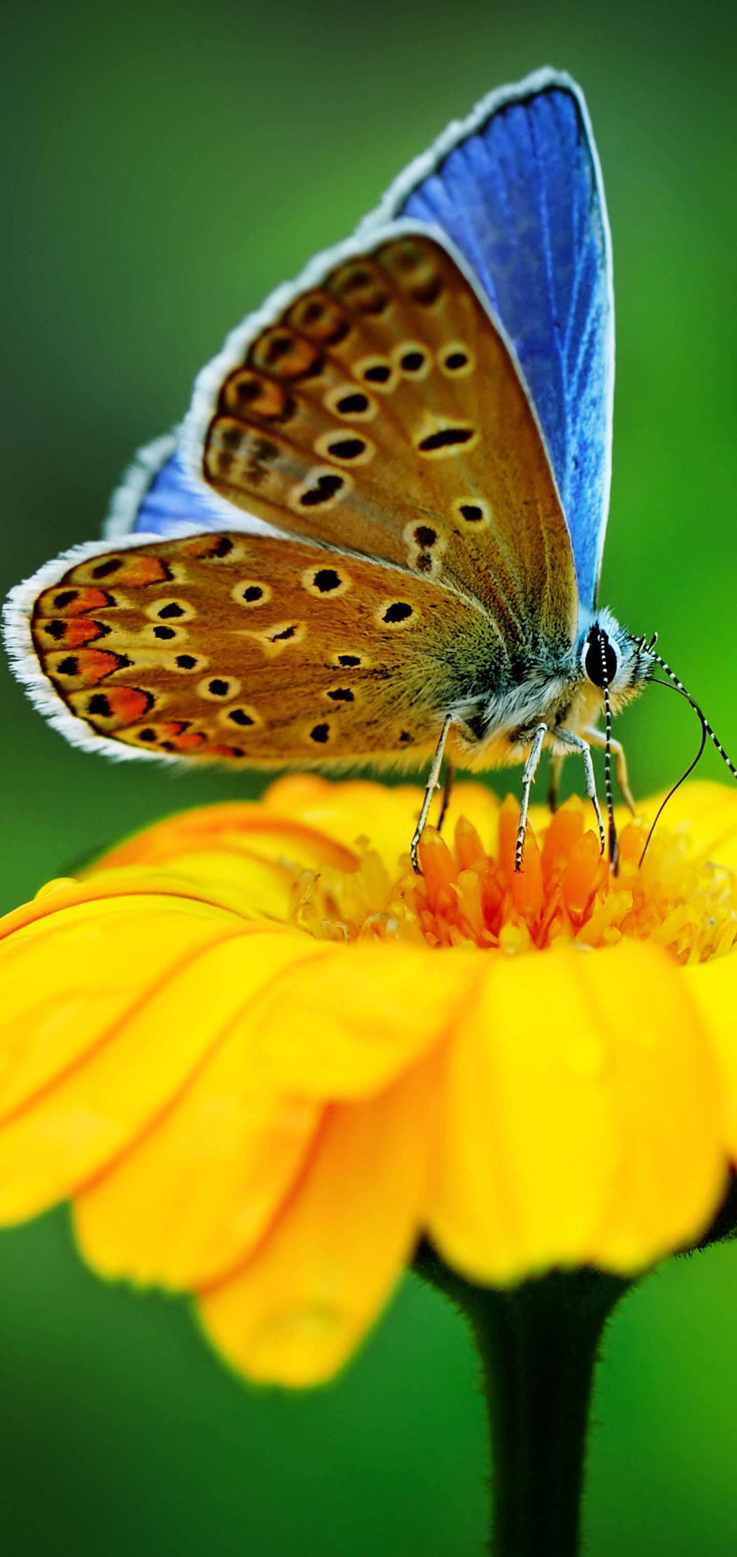 «Butterfly phone wallpaper» 1080P, 2k, 4k Full HD Wallpapers ...