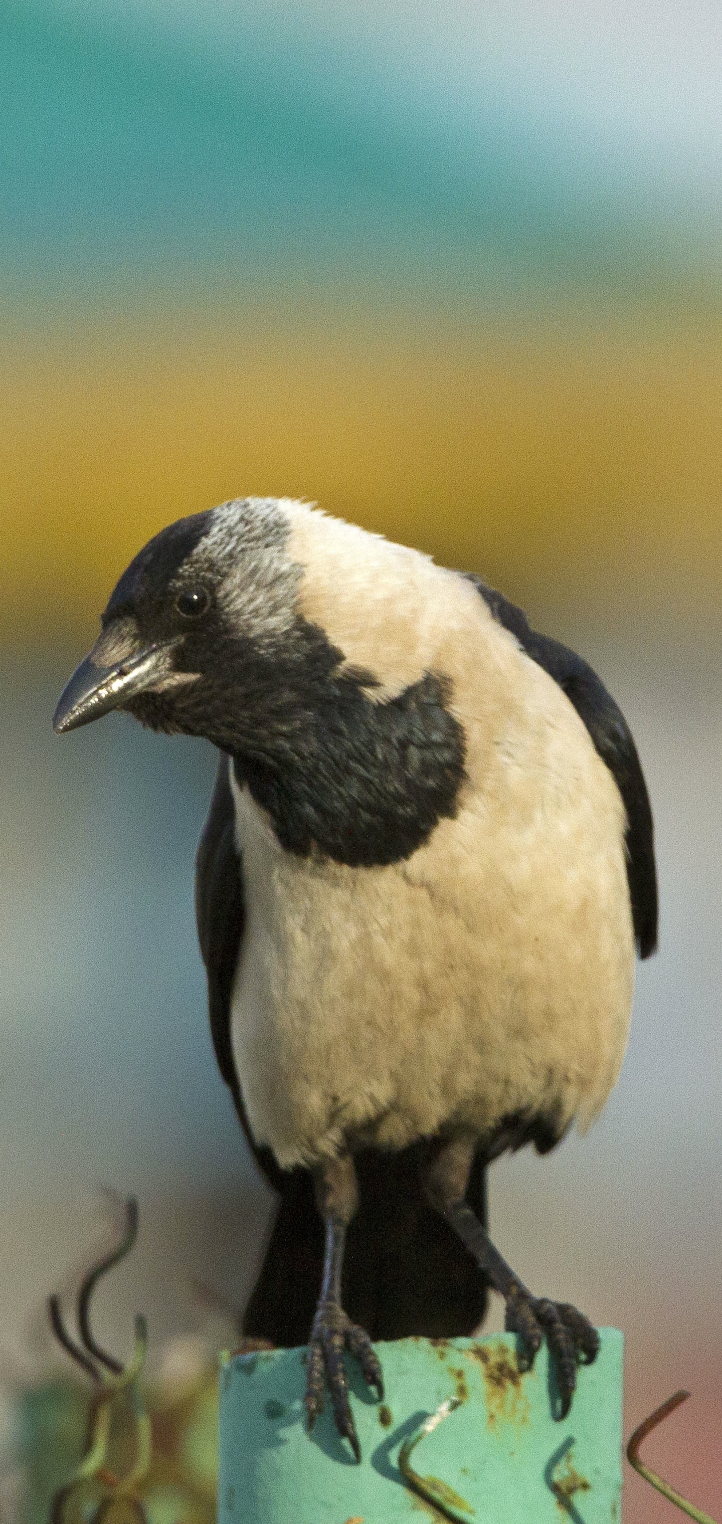 «Bird phone wallpaper» HD Wallpapers