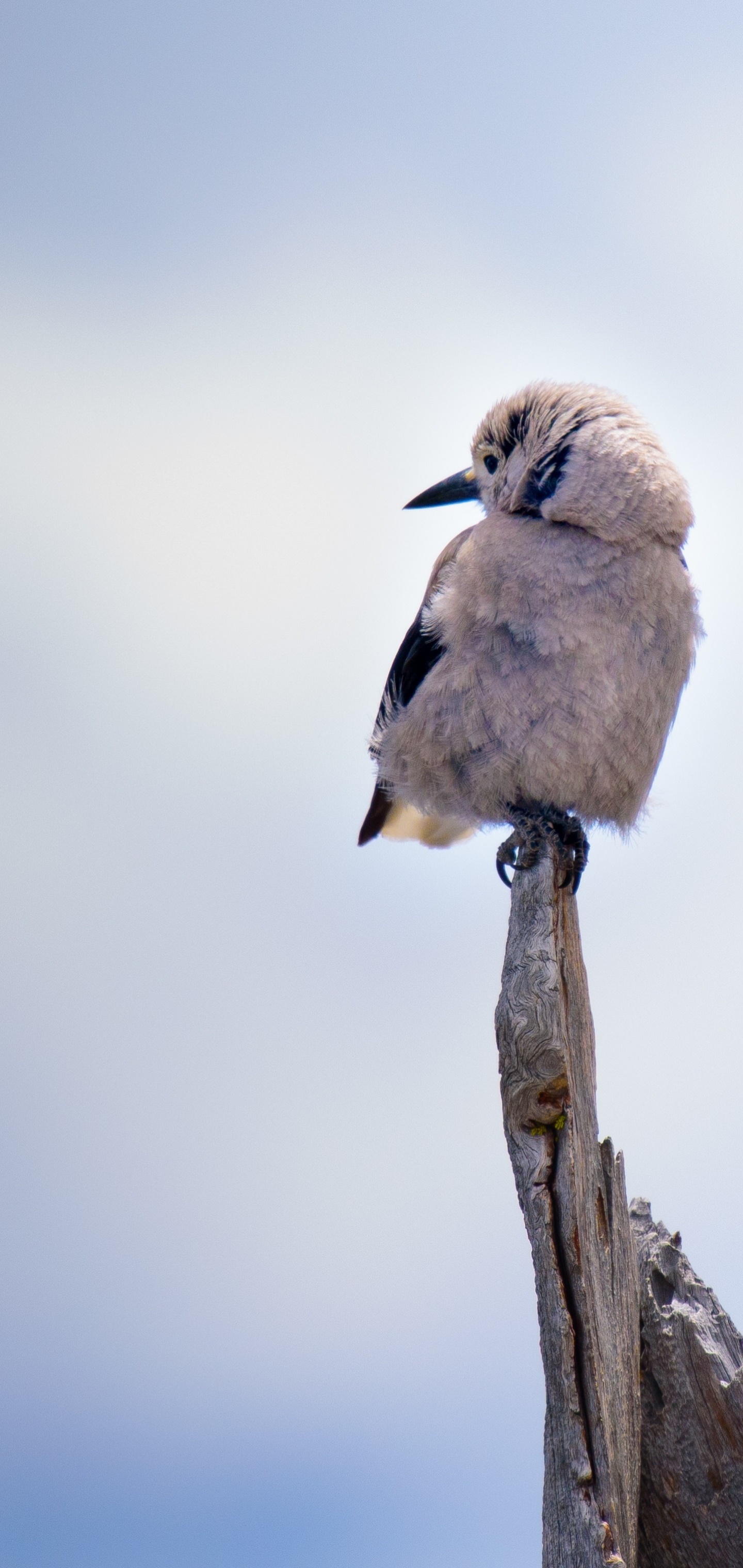 «Bird phone wallpaper» HD Wallpapers