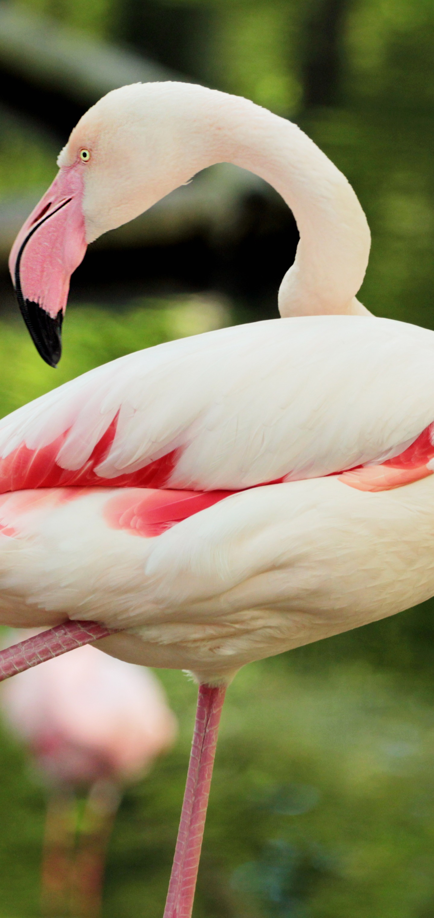 «Flamingo phone wallpaper» HD Wallpapers