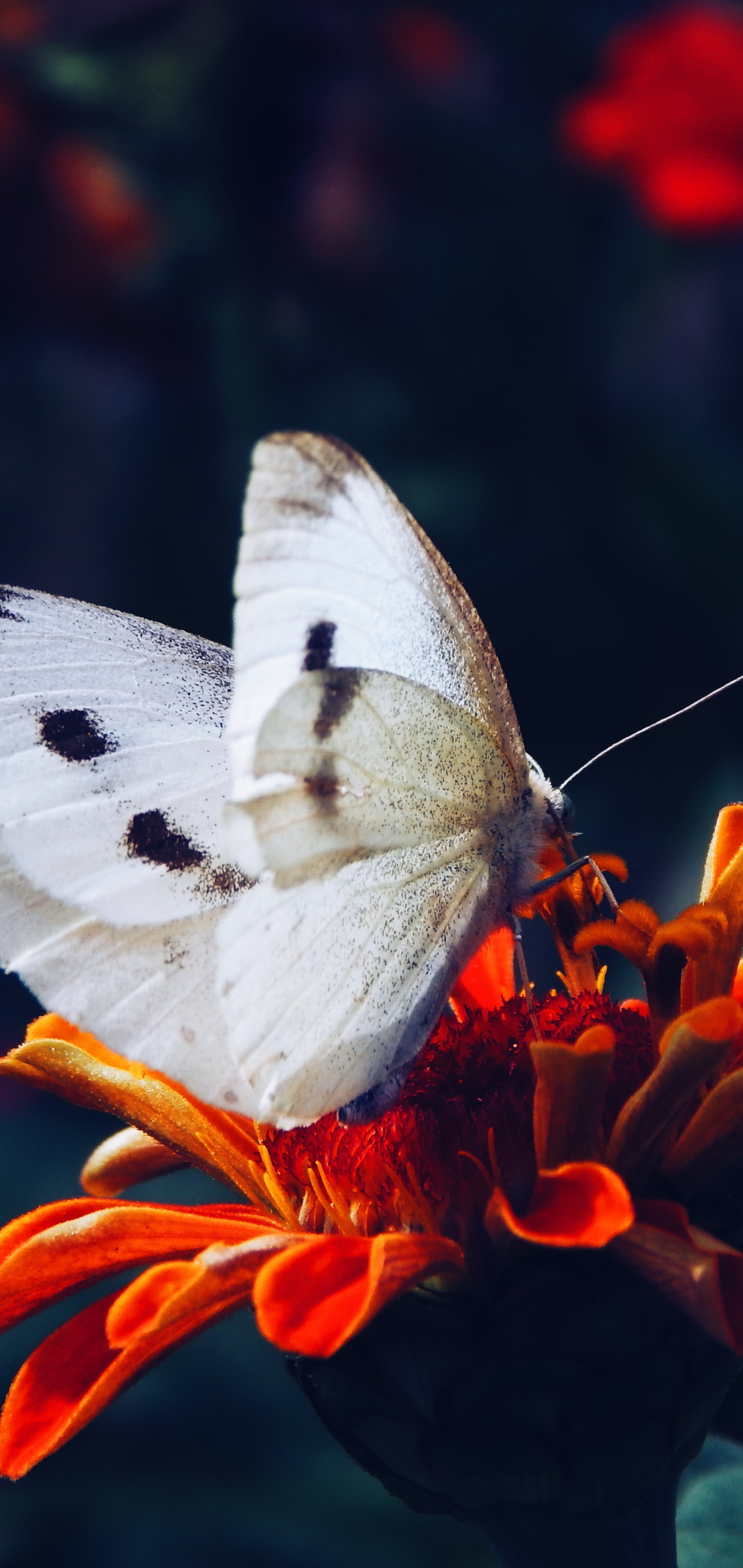 «Butterfly phone wallpaper» HD Wallpapers