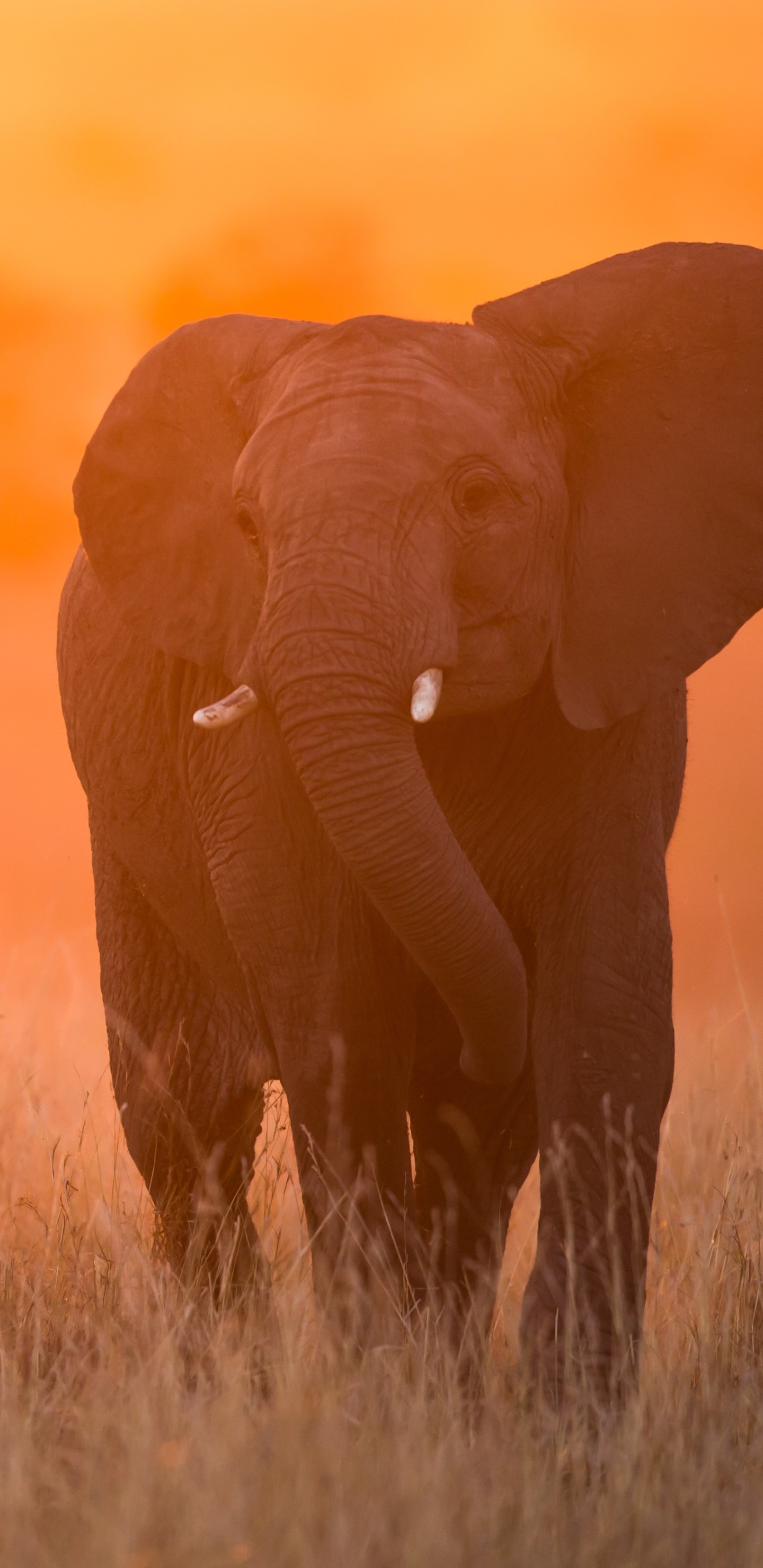 Animal African bush elephant, 1440x2960 Phone HD Wallpaper
