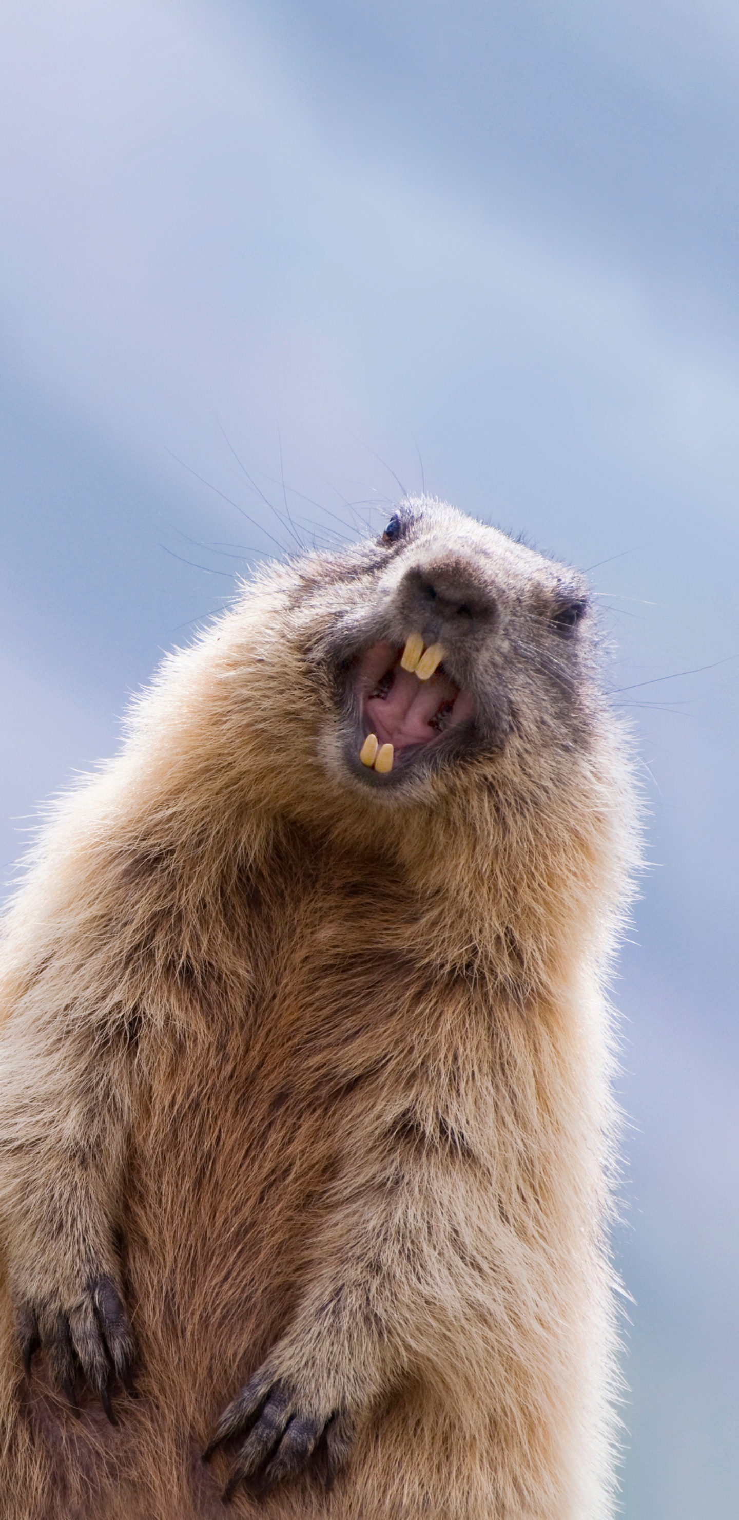 Animal Marmot, 1440X2960 Phone Hd Wallpaper
