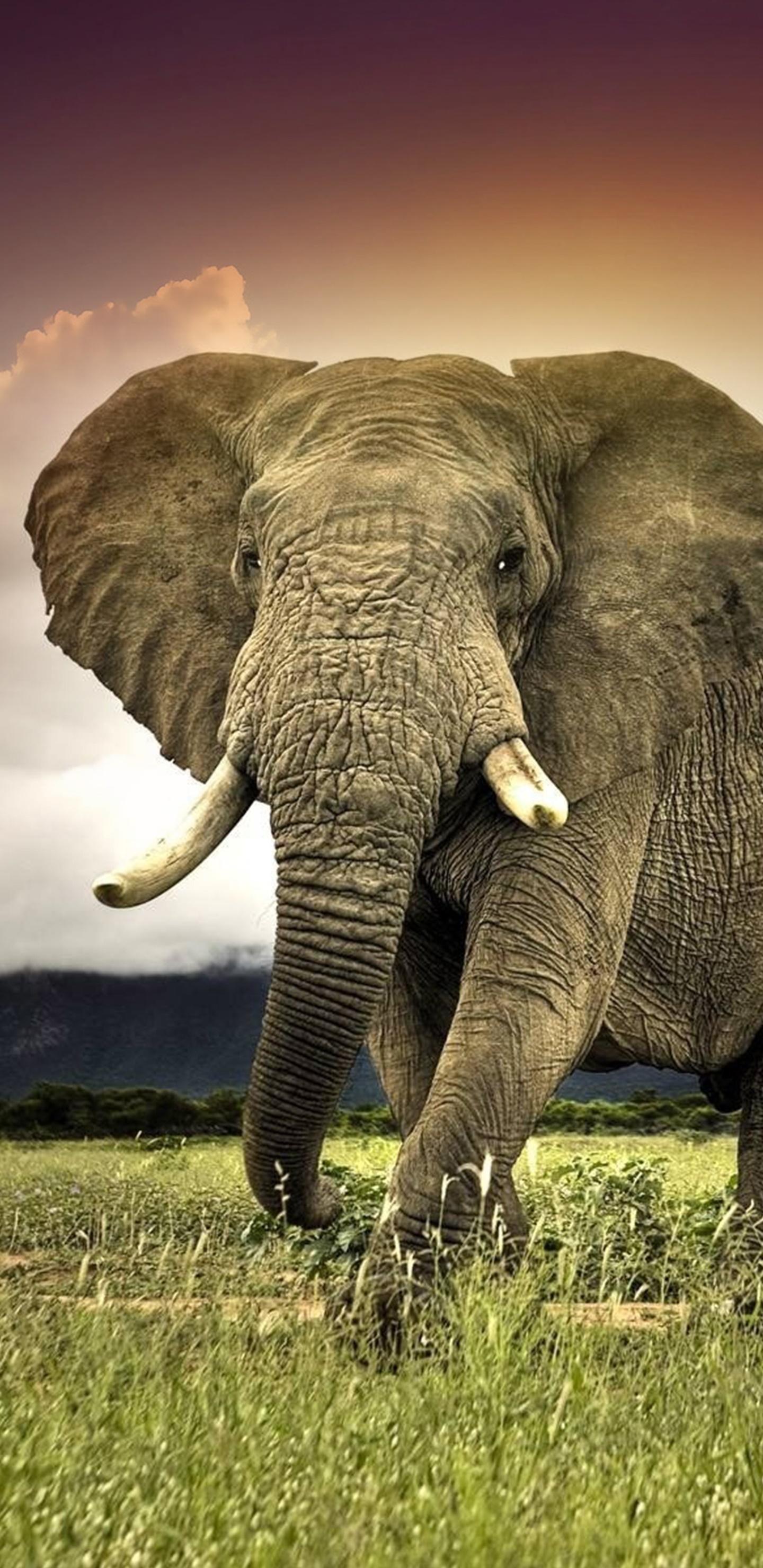 «AFRICAN BUSH ELEPHANT PHONE WALLPAPER» HD wallpapers