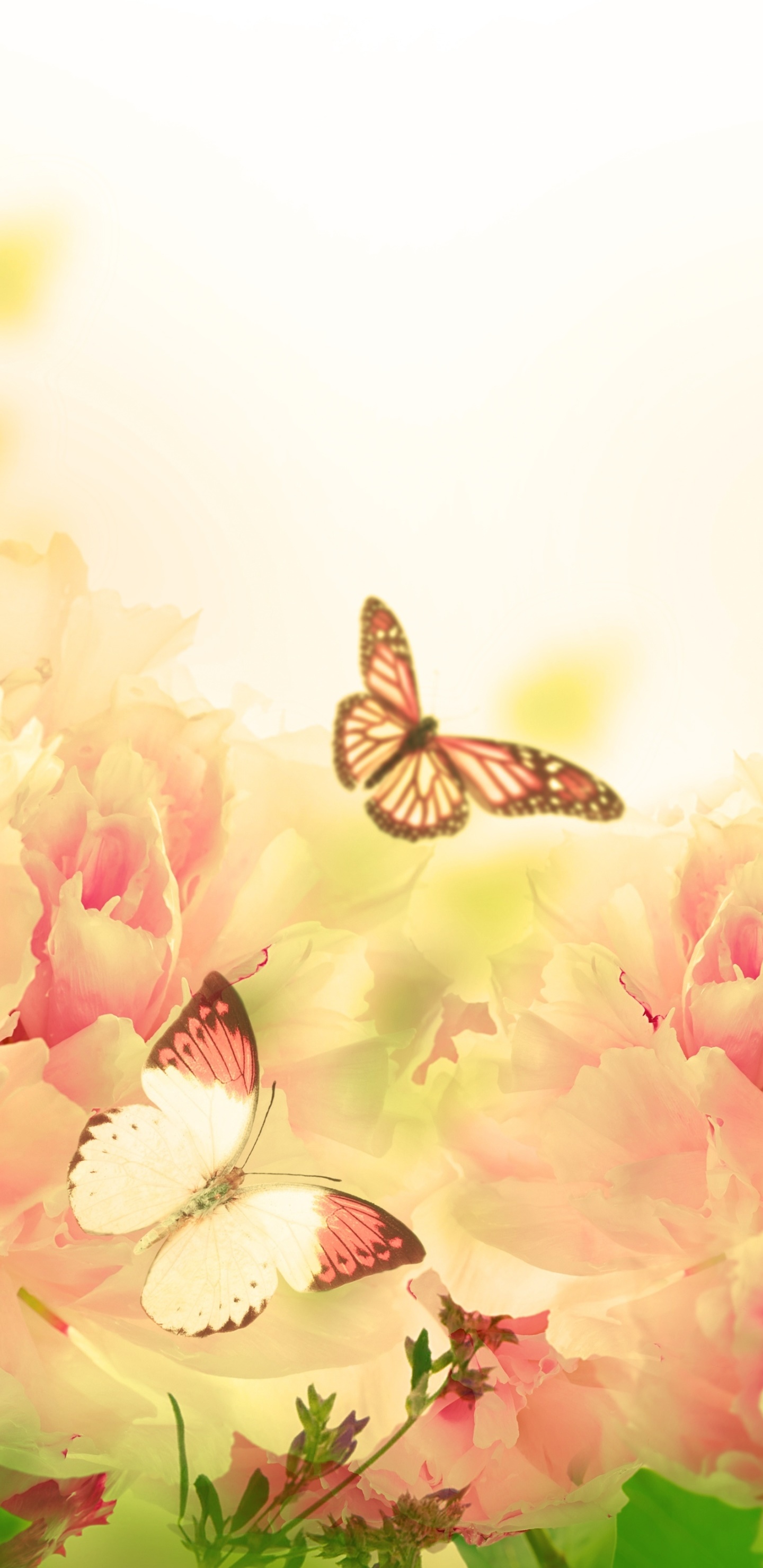 Animal Butterfly, Insect, Flower, Pink, 1440x2960 Phone HD Wallpaper