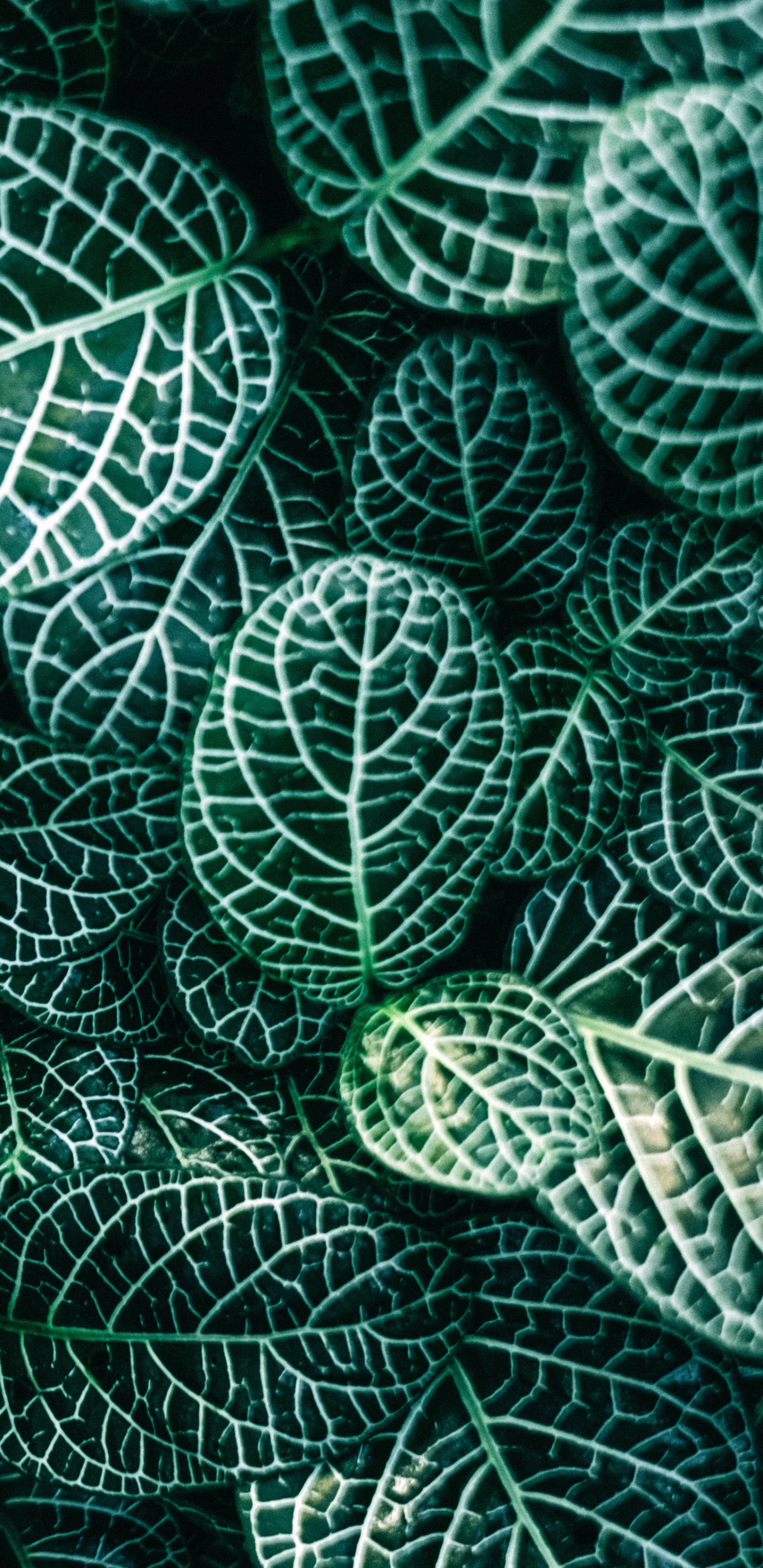 Earth Plant, Green, Leaf, Nature, 1440x2960 Phone HD Wallpaper
