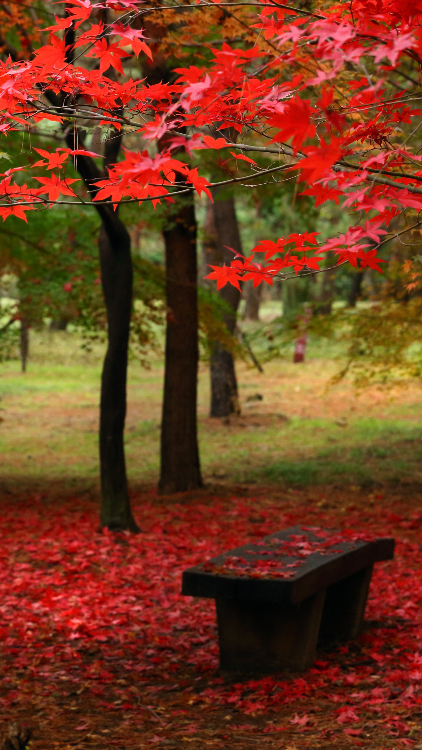 Photography Park, Bench, Fall, 1440x2560 Phone HD Wallpaper