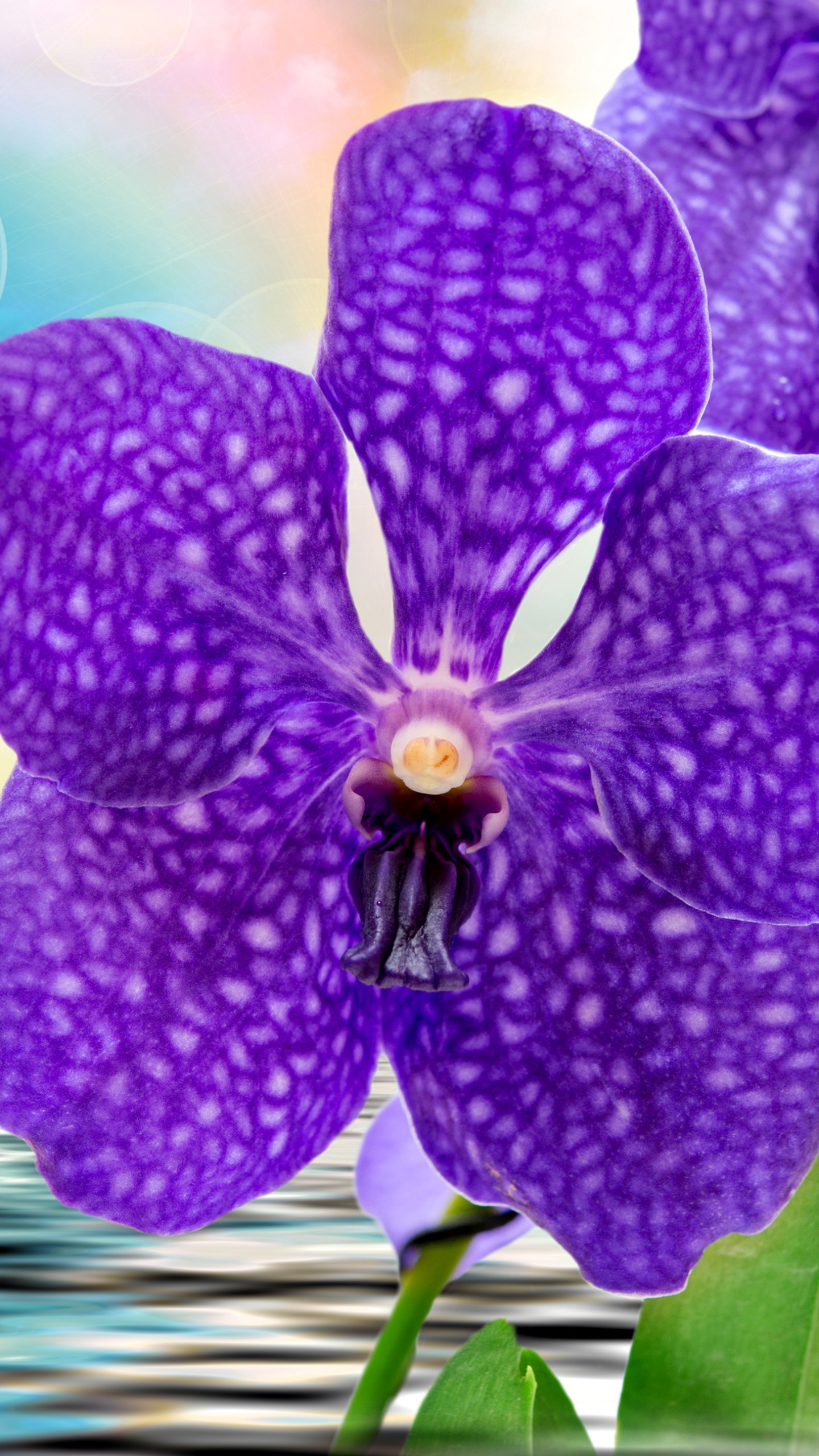 Earth Orchid, Purple Flower, Flower, 1440x2560 Phone HD Wallpaper