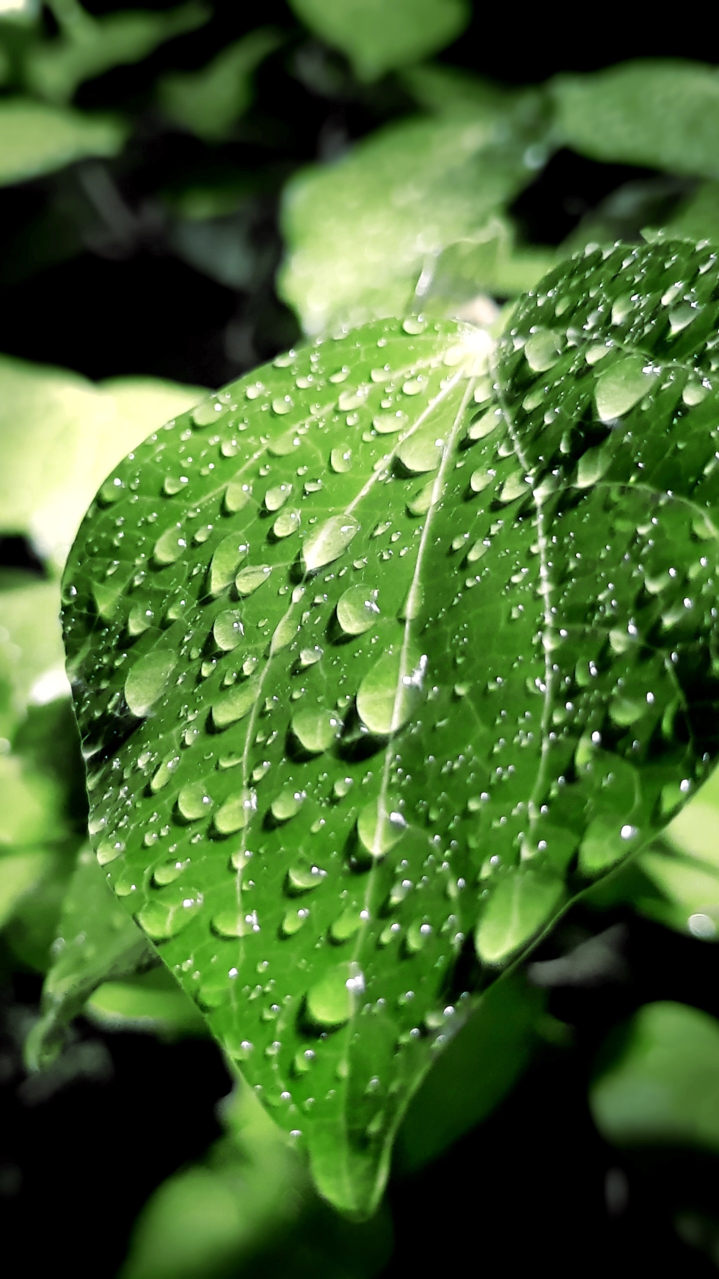 «Water Drop phone wallpaper» HD Wallpapers