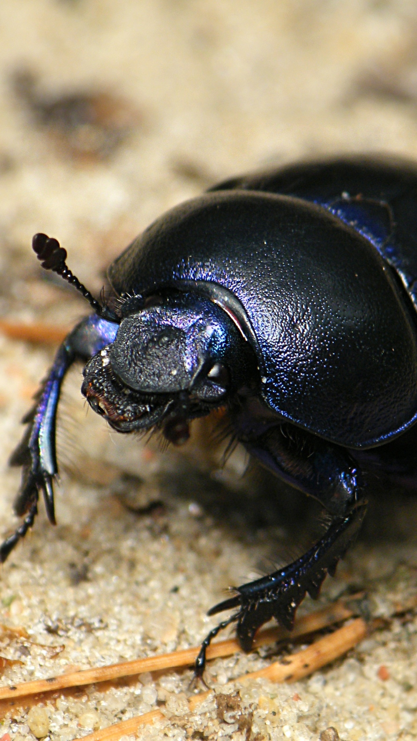 «Insect phone wallpaper» HD Wallpapers