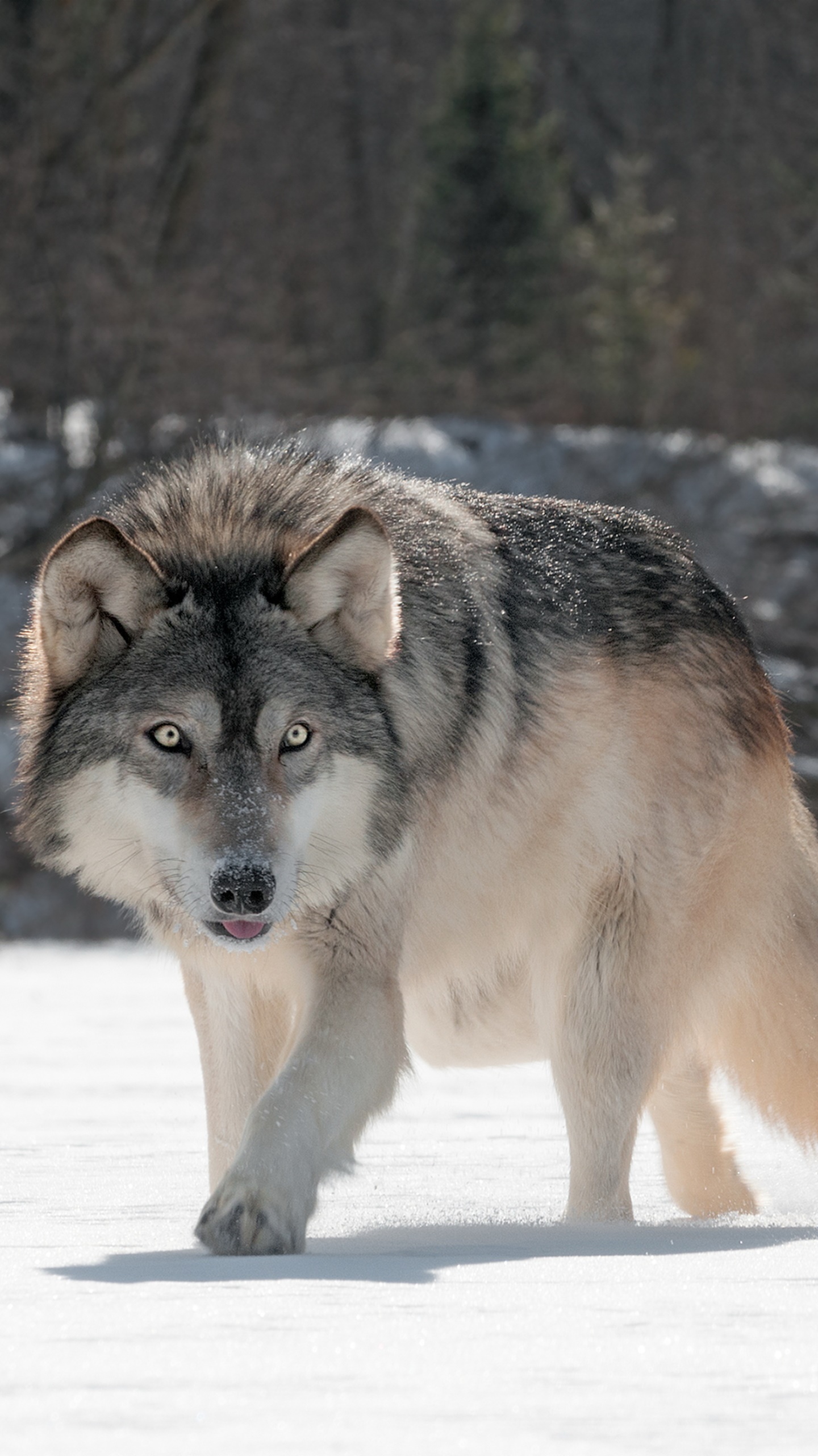 «Wolf phone wallpaper» 1080P, 2k, 4k Full HD Wallpapers, Backgrounds ...
