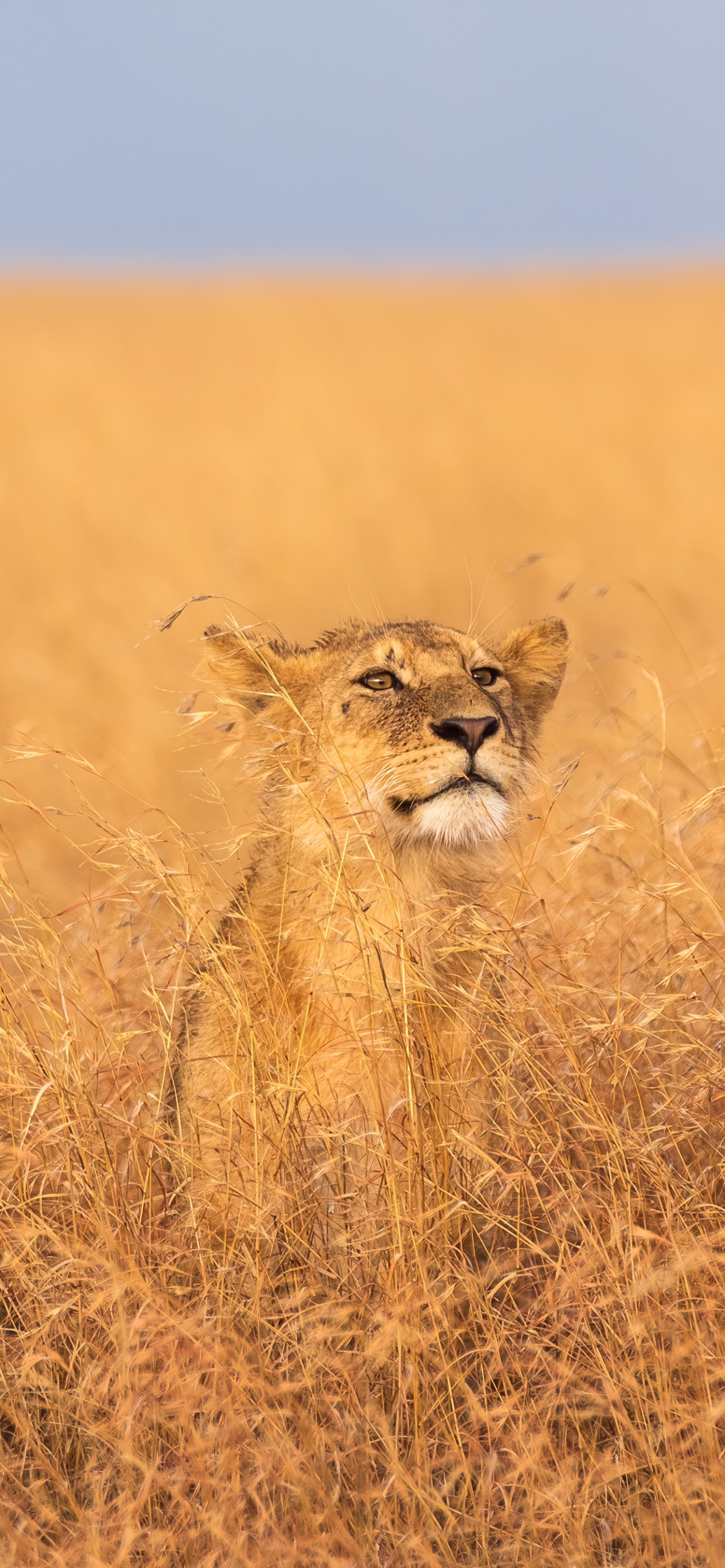 «Lion phone wallpaper» HD Wallpapers