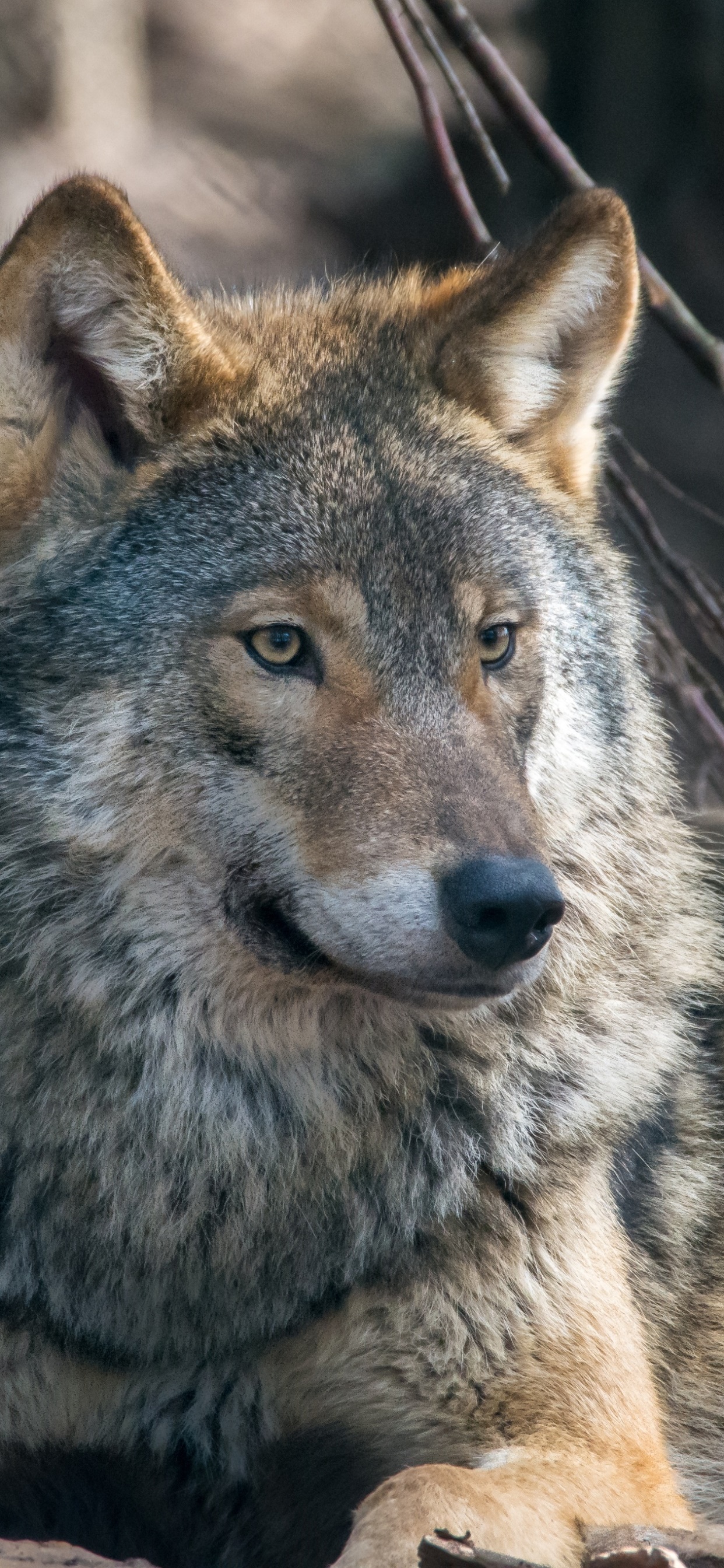 «Wolf phone wallpaper» 1080P, 2k, 4k Full HD Wallpapers, Backgrounds ...