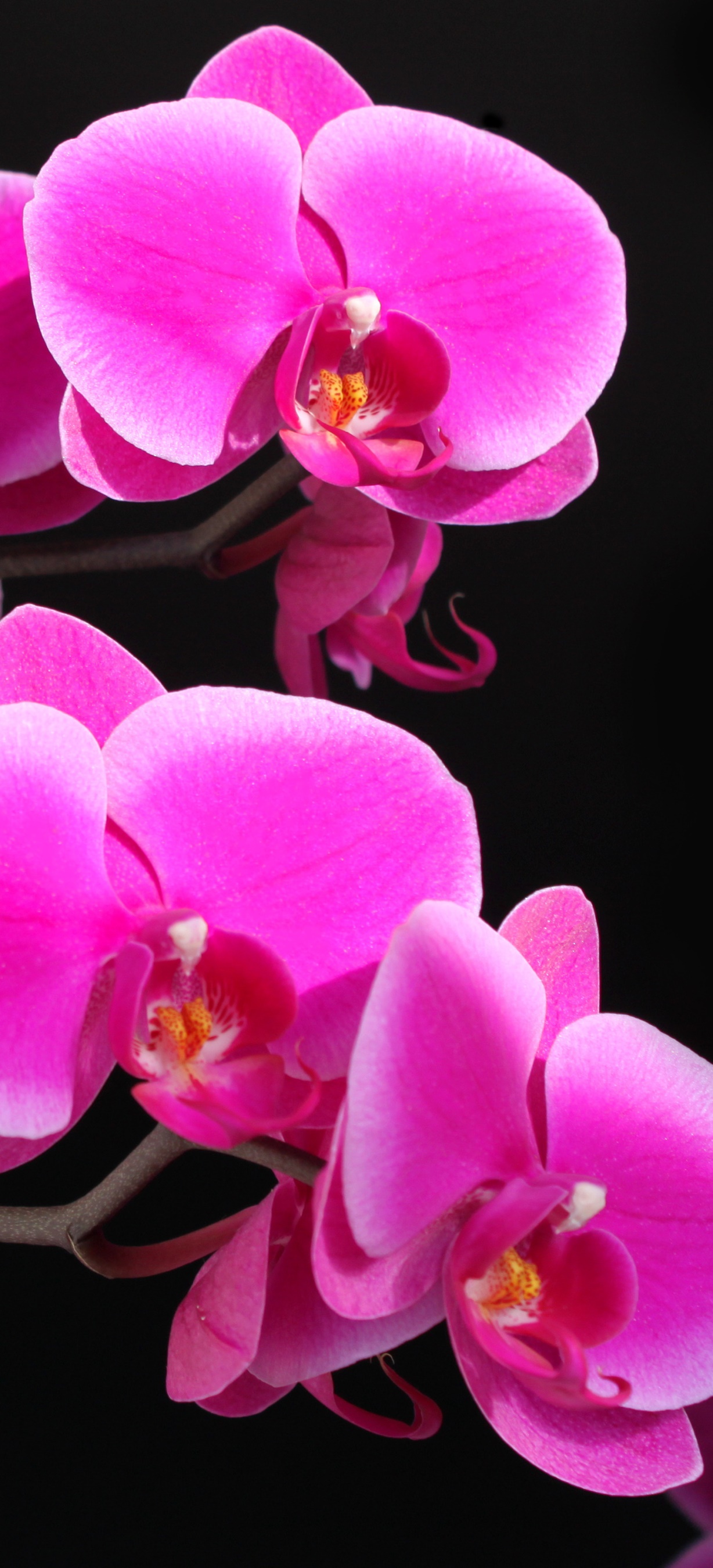 Earth Orchid, Pink Flower, 1228x2700 Phone HD Wallpaper