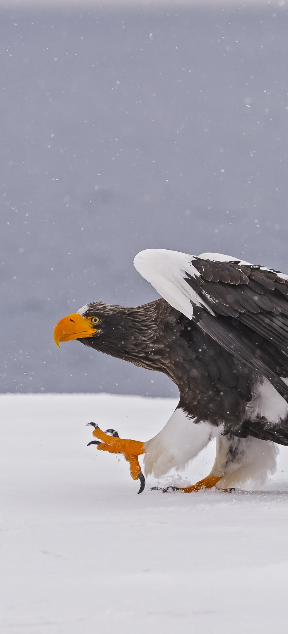 «EAGLE PHONE WALLPAPER» HD wallpapers