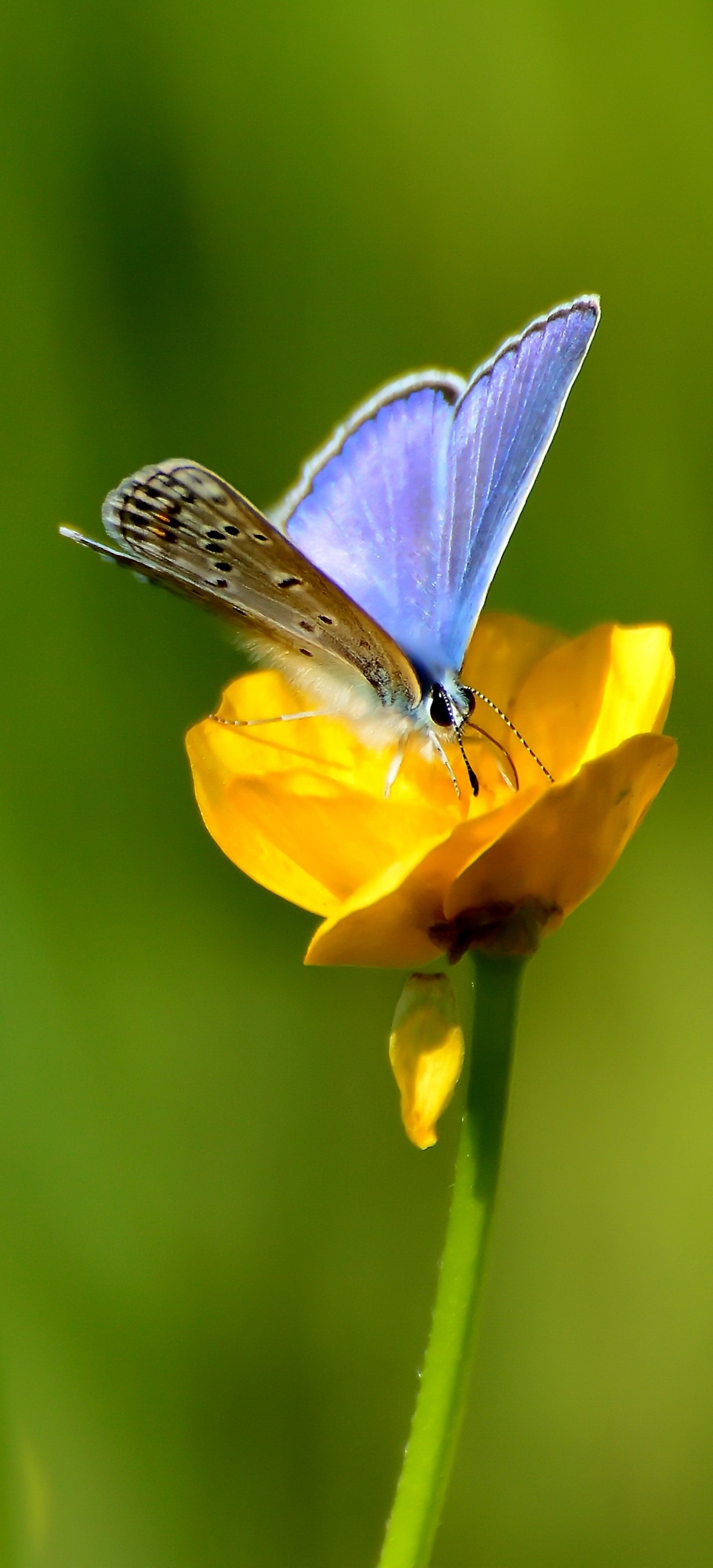 «Butterfly phone wallpaper» HD Wallpapers
