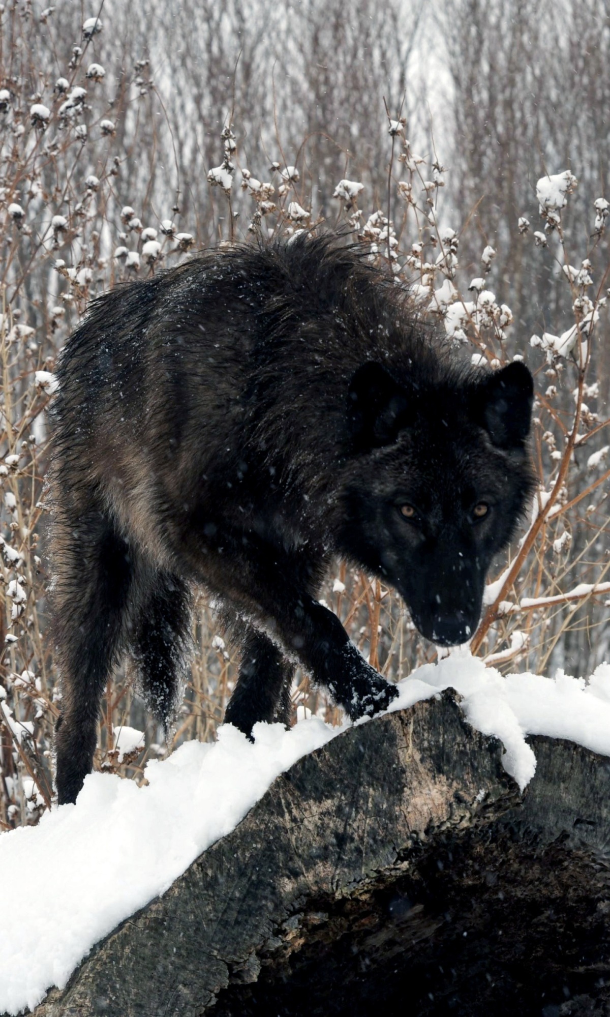 «Wolf phone wallpaper» 1080P, 2k, 4k Full HD Wallpapers, Backgrounds ...