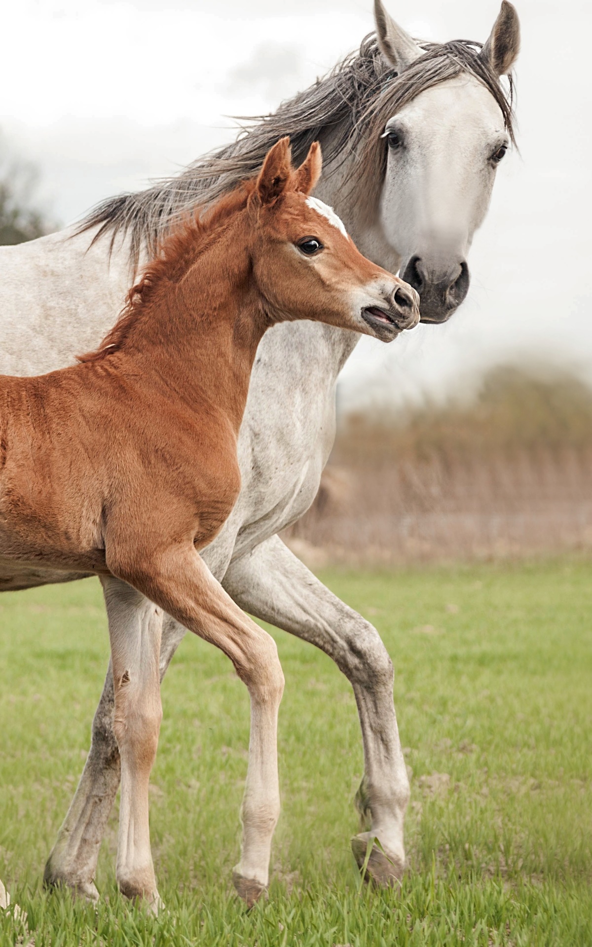 Animal Horse, Foal, Baby Animal, 1200x1920 Phone HD Wallpaper