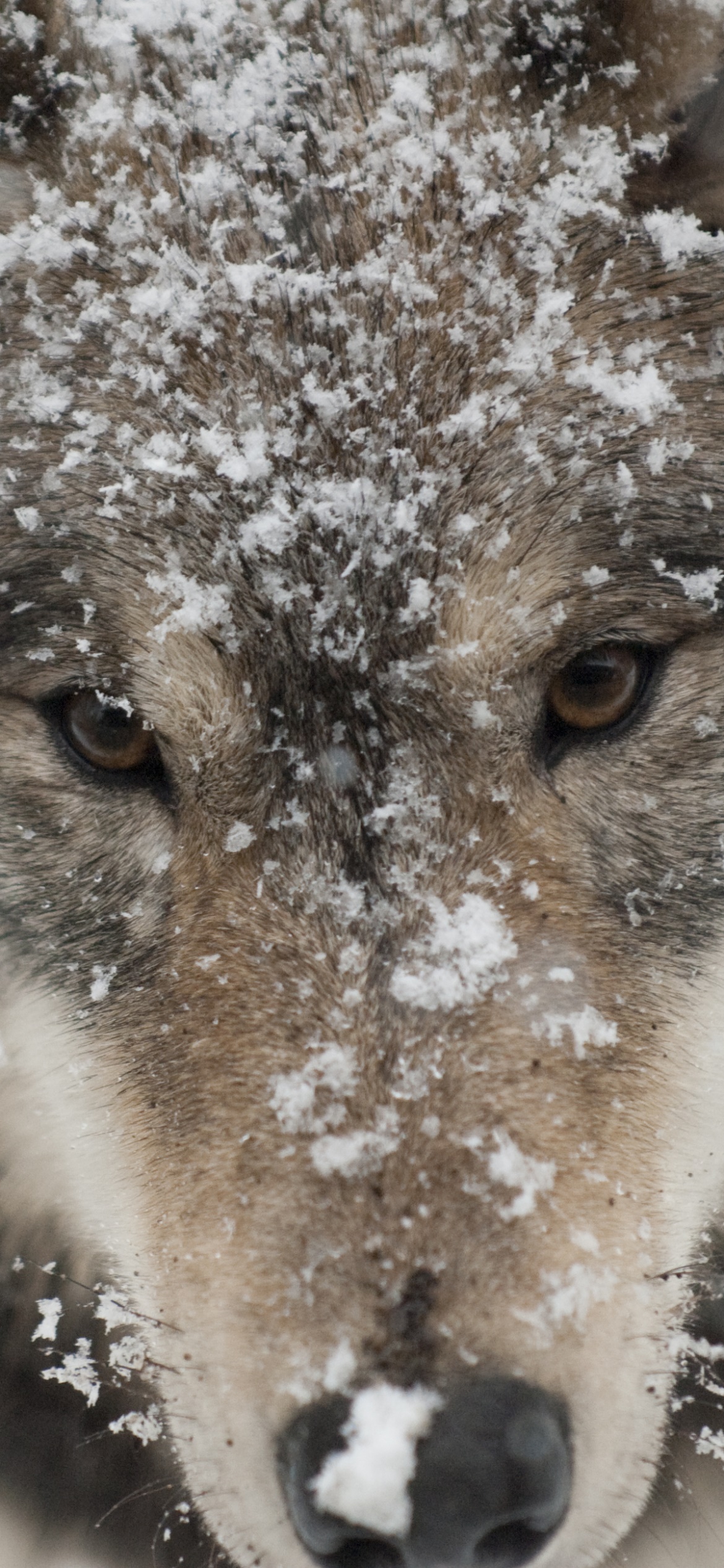 «Wolf phone wallpaper» HD Wallpapers