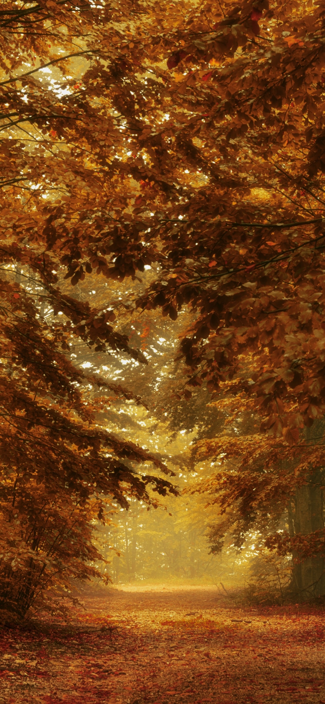 Wallpaper ID: 345633 / Earth Fall Phone Wallpaper, Path, Nature, Forest ...
