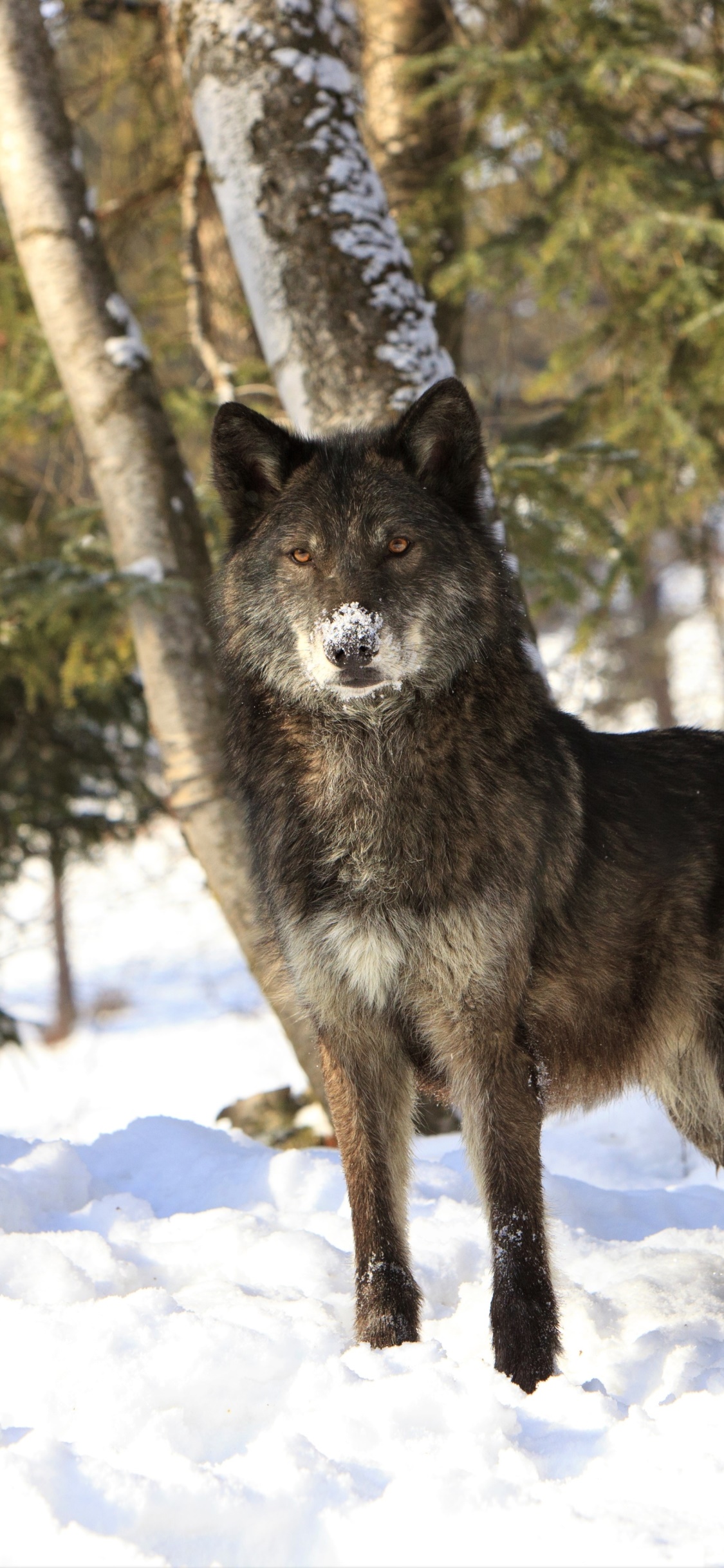 «Wolf phone wallpaper» HD Wallpapers