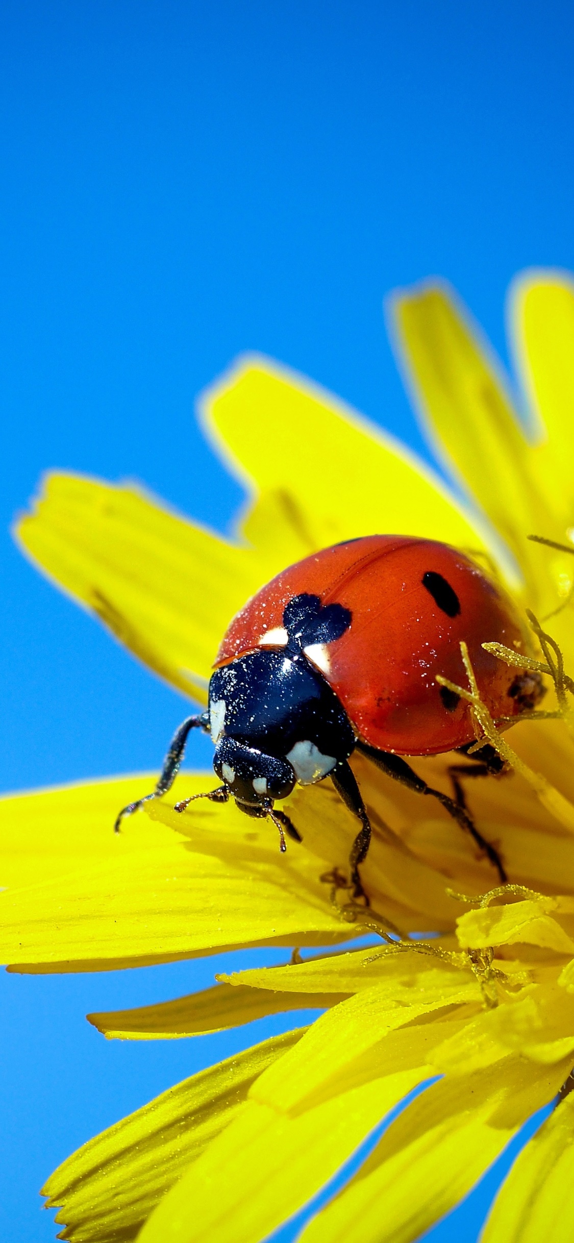Ladybug Flower Wallpaper