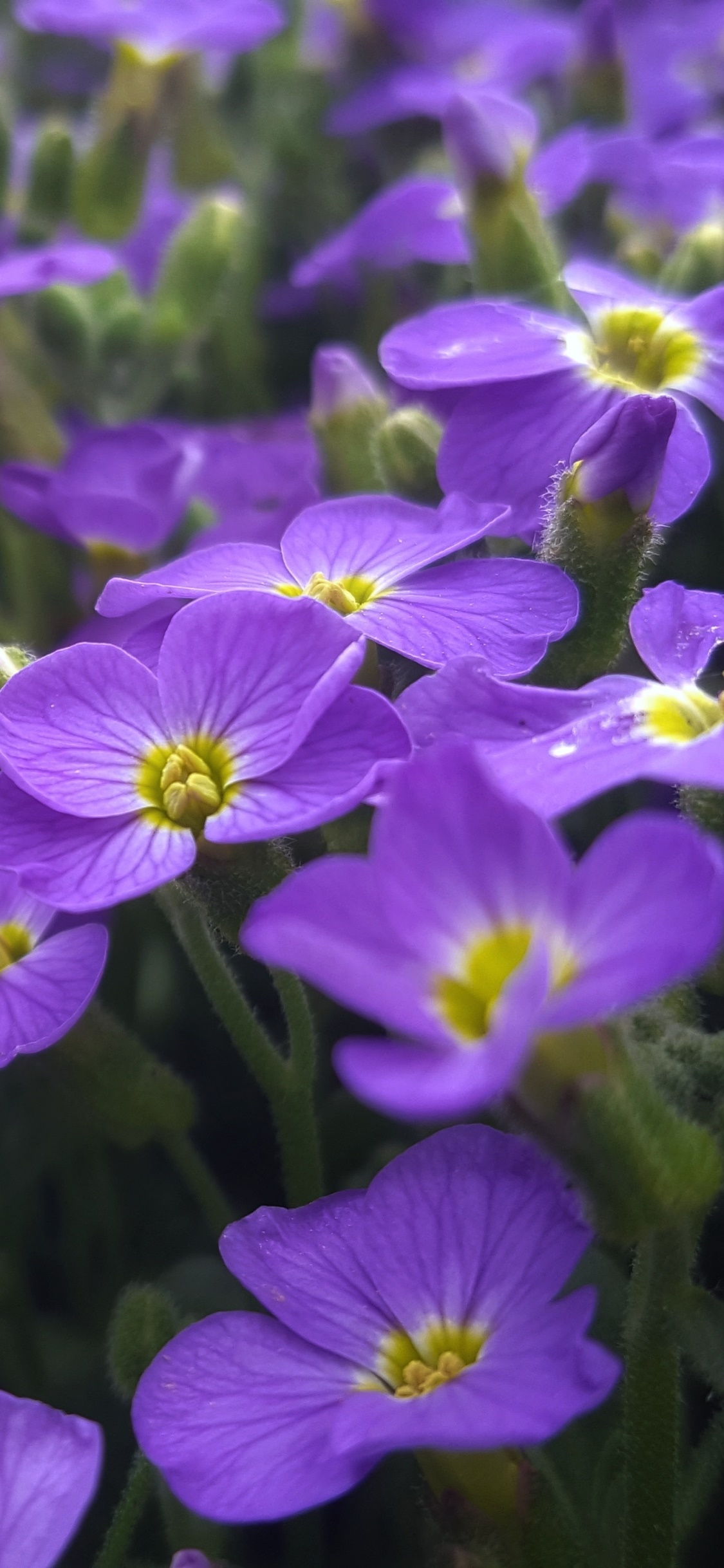 Earth Flower, Purple Flower, Nature, 1125x2436 Phone HD Wallpaper