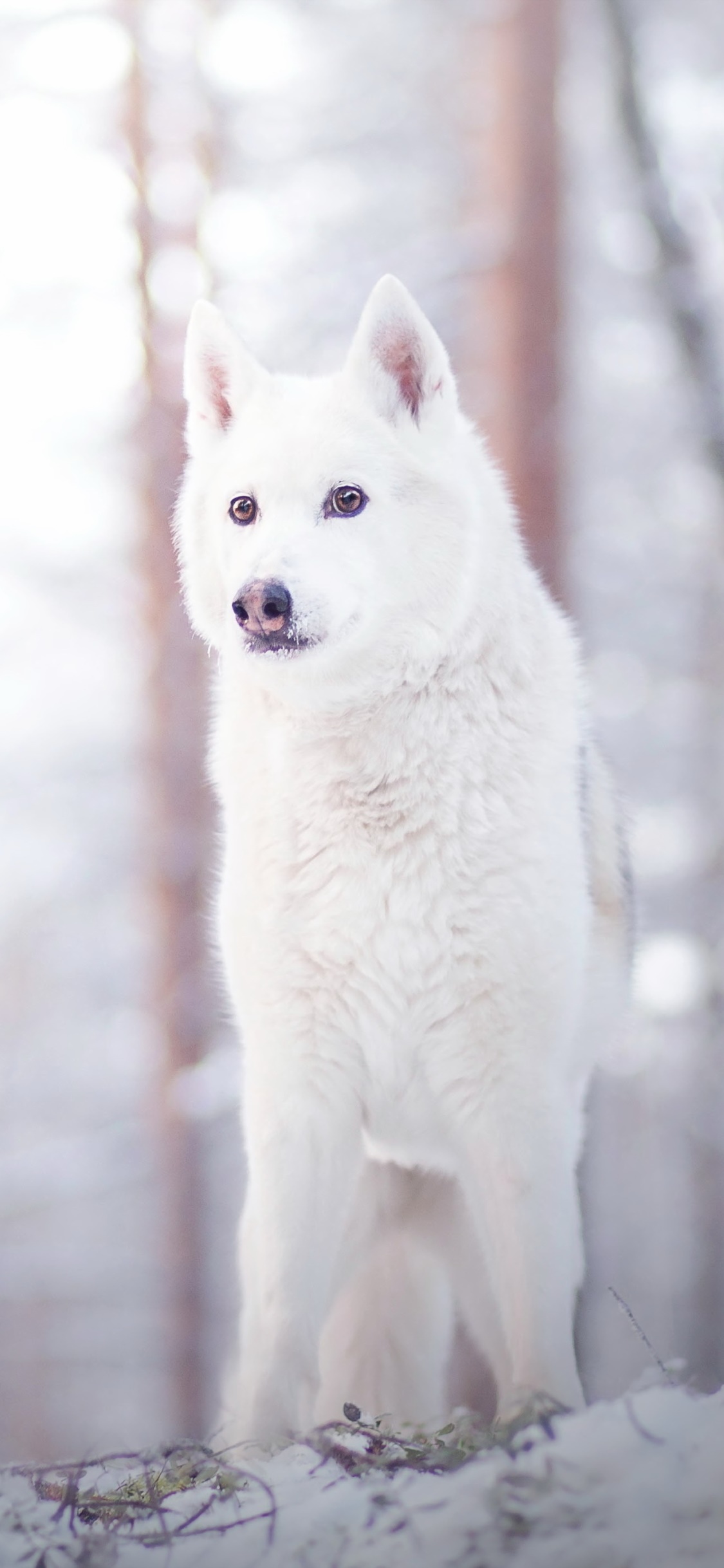 «Wolf phone wallpaper» 1080P, 2k, 4k Full HD Wallpapers, Backgrounds ...