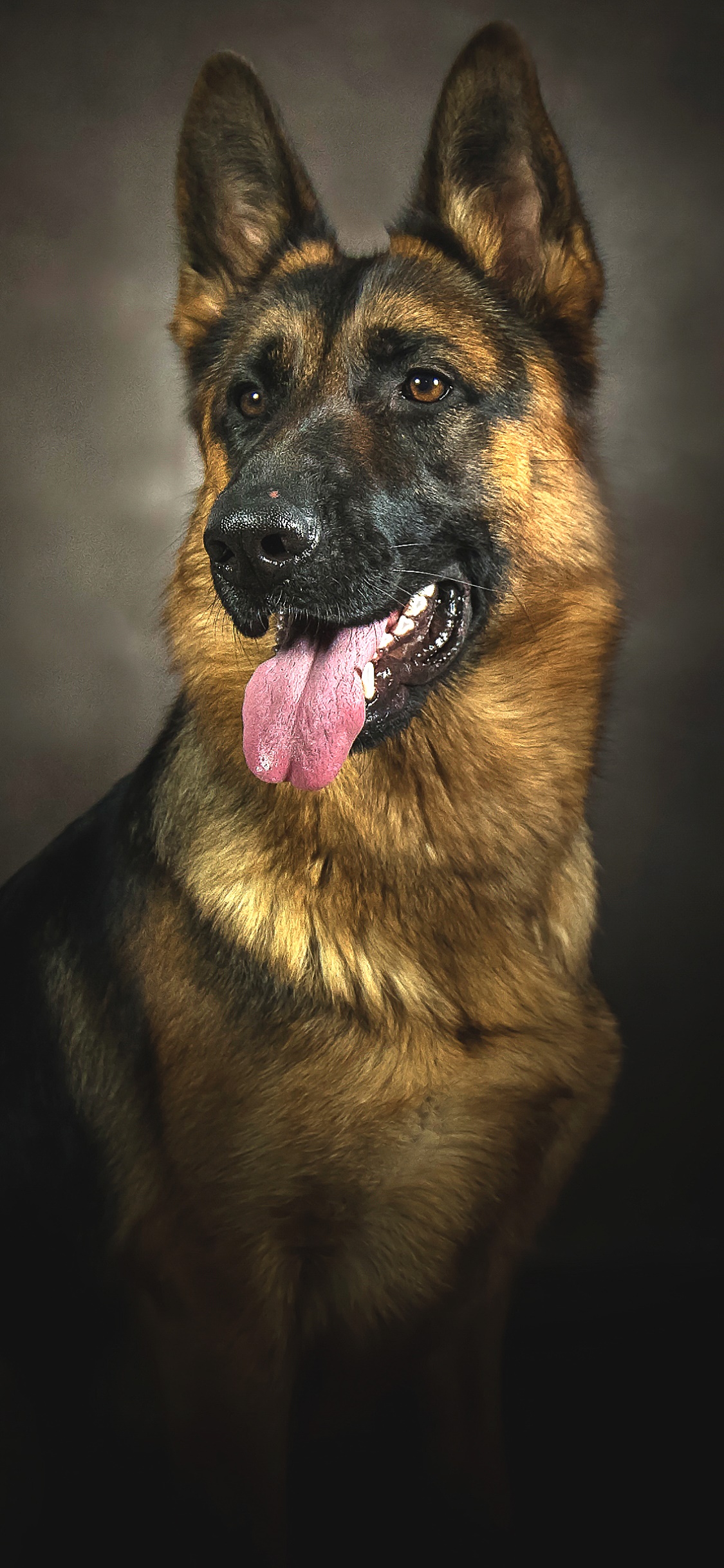 Animal German Shepherd, Portrait, Dog, 1125x2436 Phone HD Wallpaper