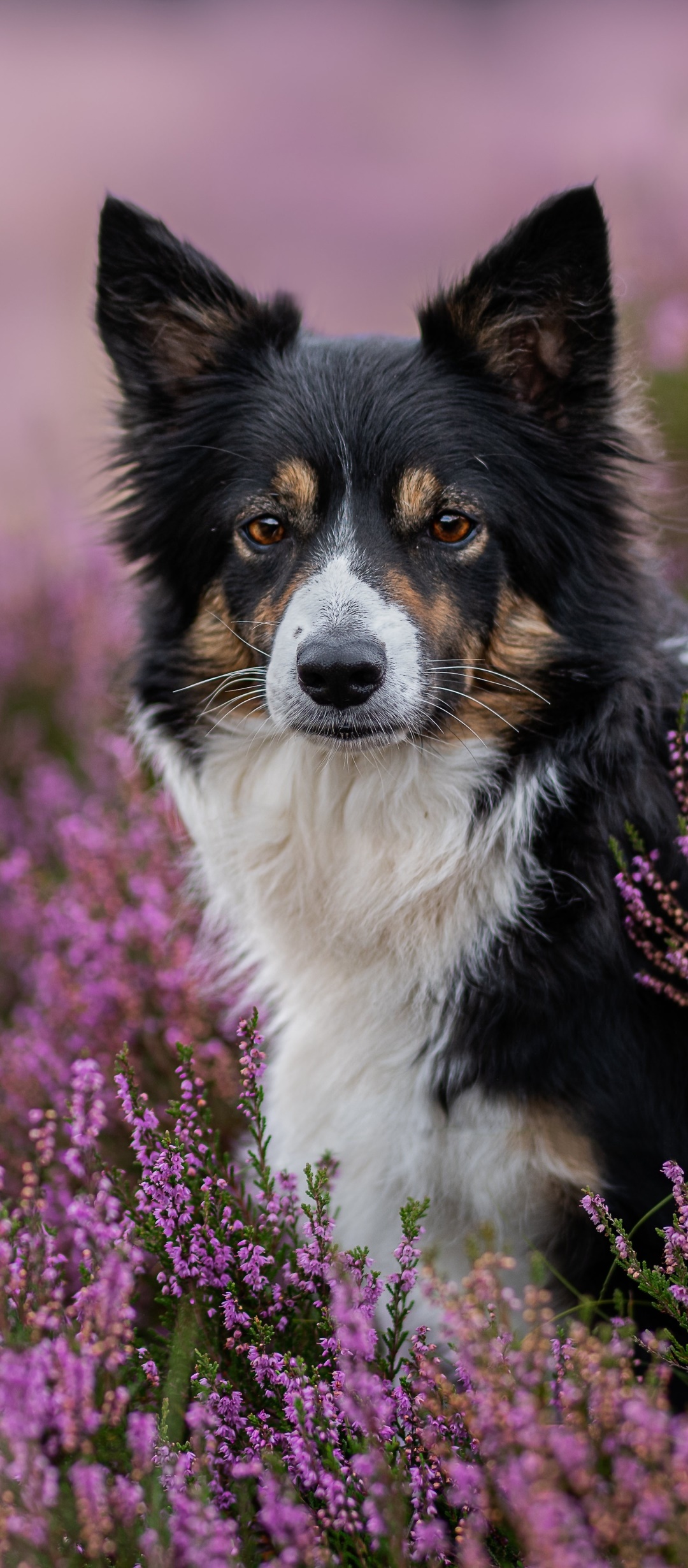 «Border Collie phone wallpaper» HD Wallpapers