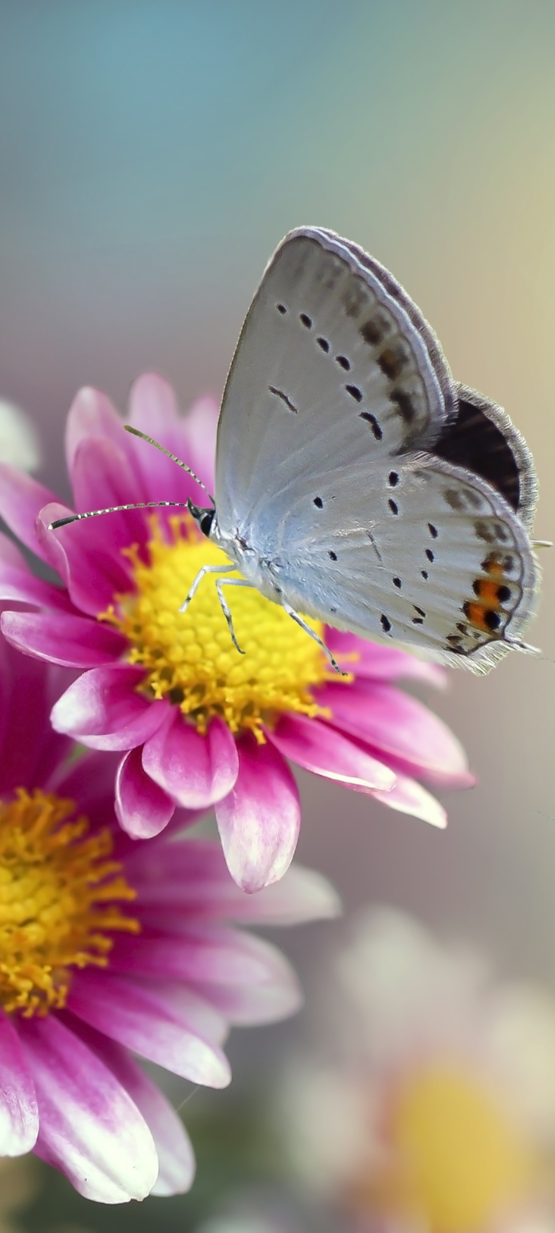 «Butterfly phone wallpaper» 1080P, 2k, 4k Full HD Wallpapers ...