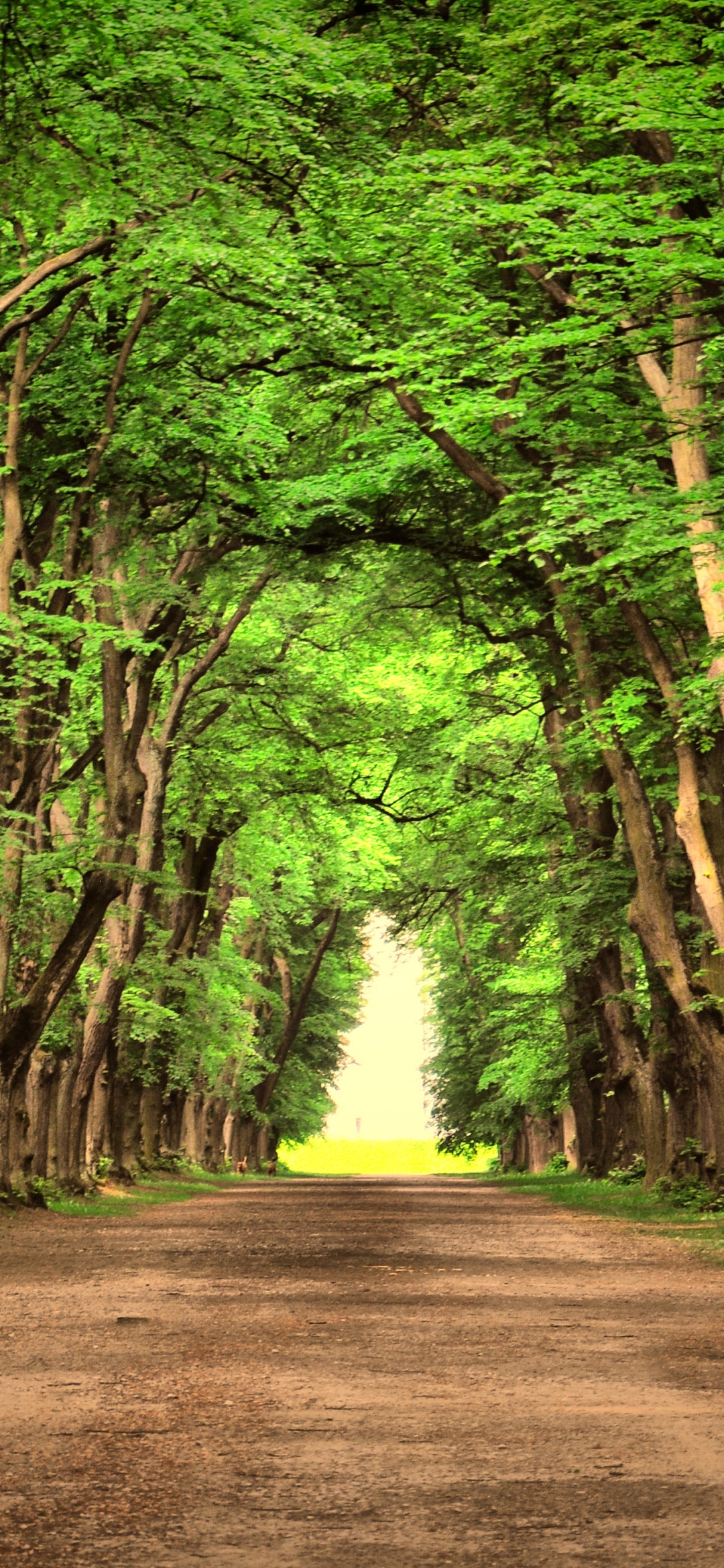 Earth Path, 1080X2340 Phone Hd Wallpaper
