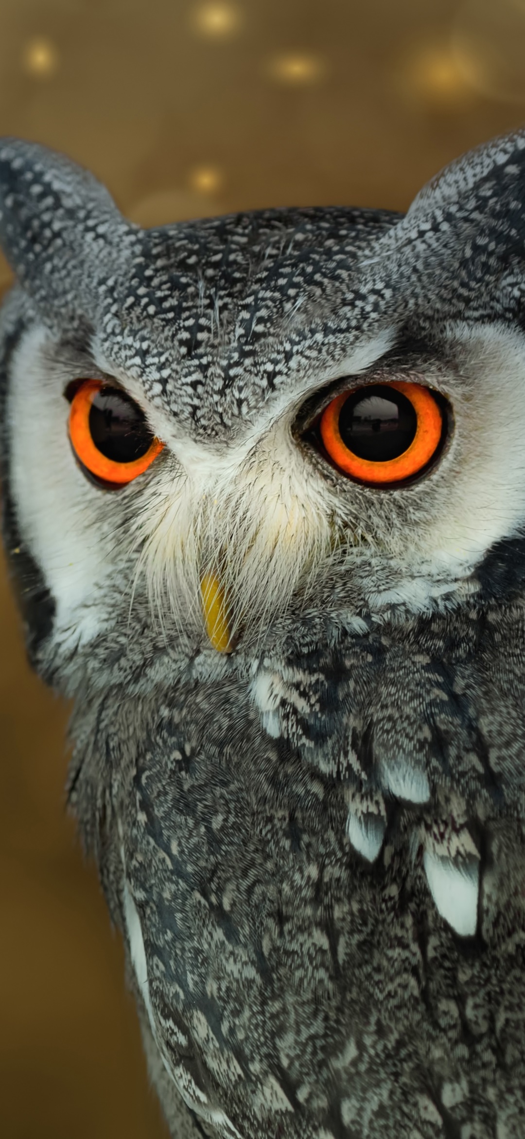 Animal Owl, Bird, 1080x2340 Phone HD Wallpaper
