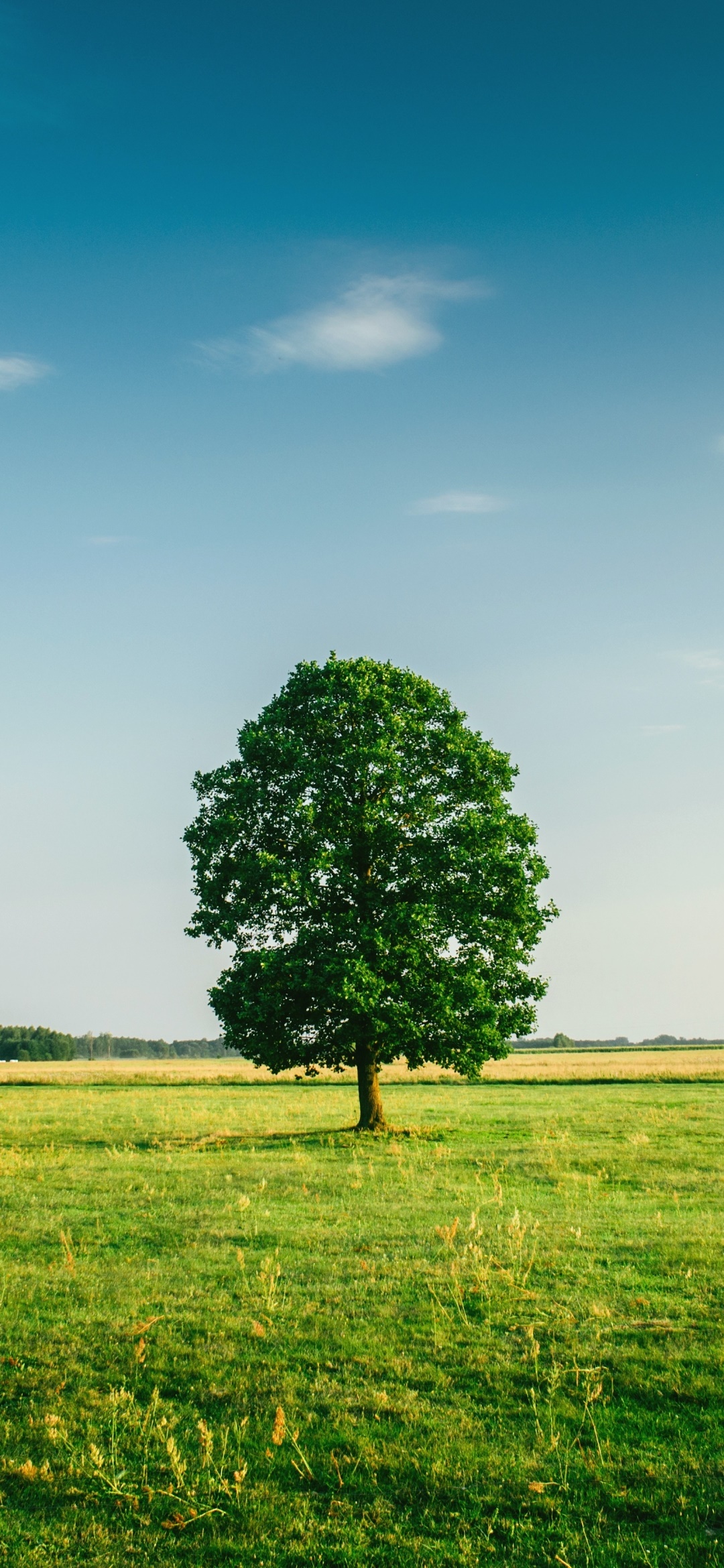 Earth Tree, 1080X2340 Phone Hd Wallpaper