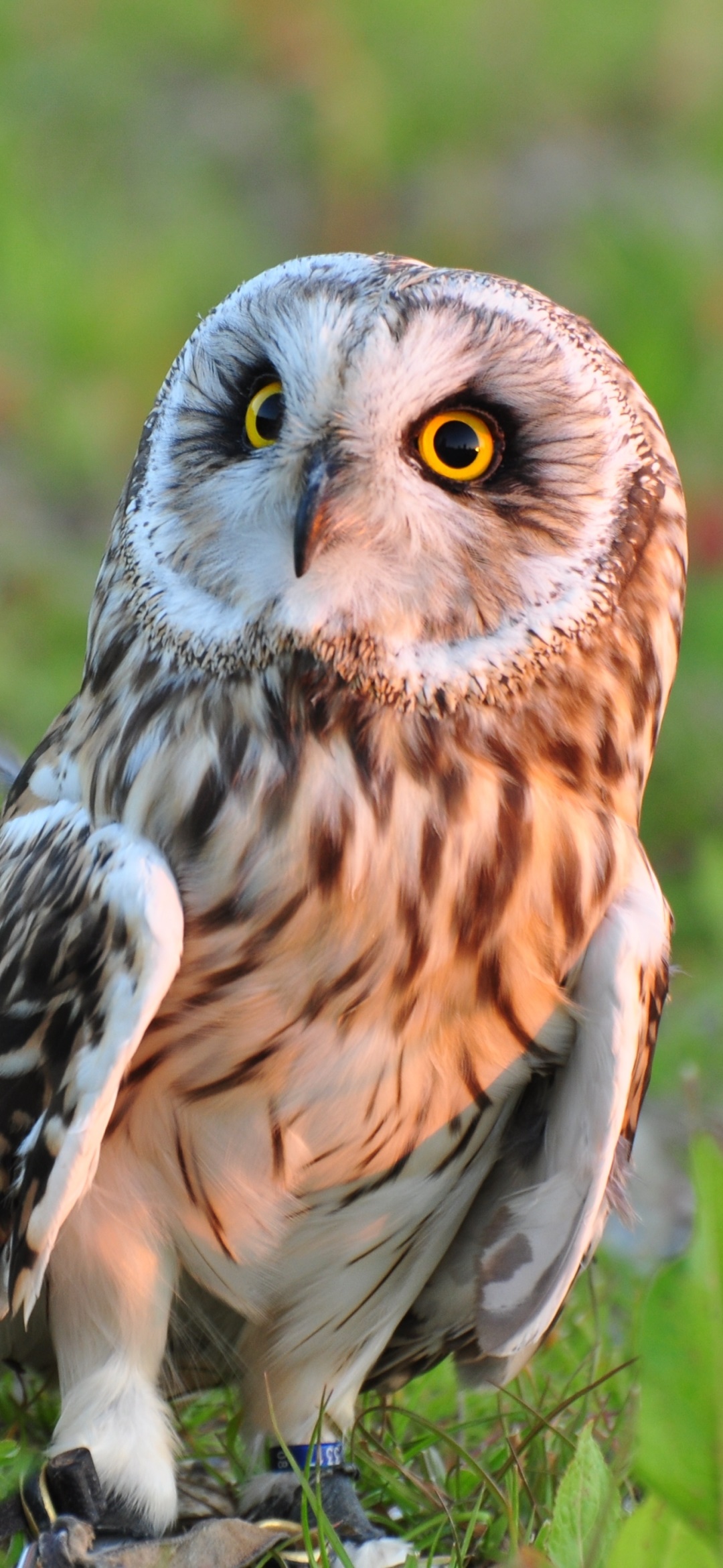 Animal Owl, Bird, 1080x2340 Phone HD Wallpaper