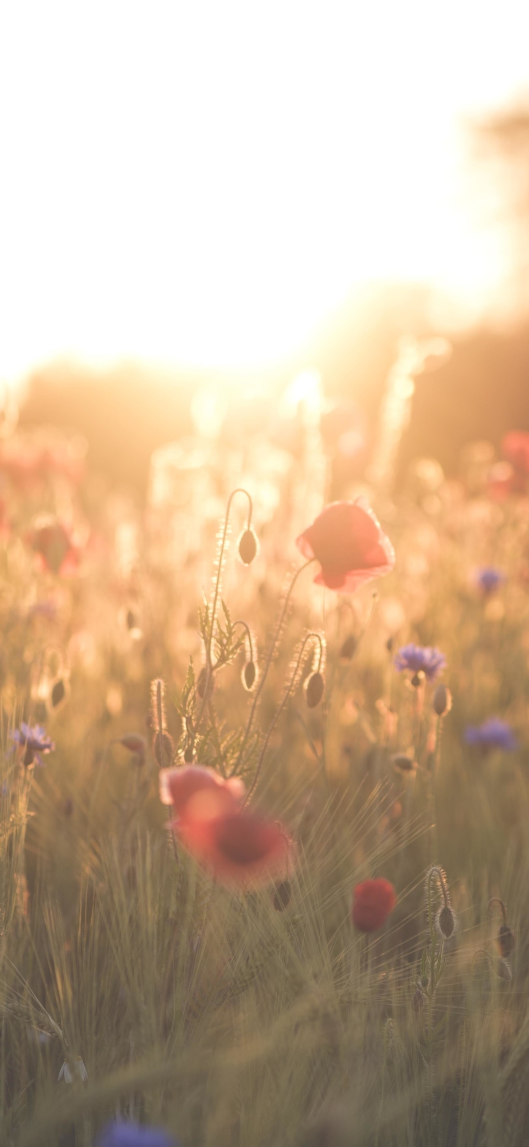 Earth Field, Depth Of Field, Red Flower, Nature, Poppy, Flower ...
