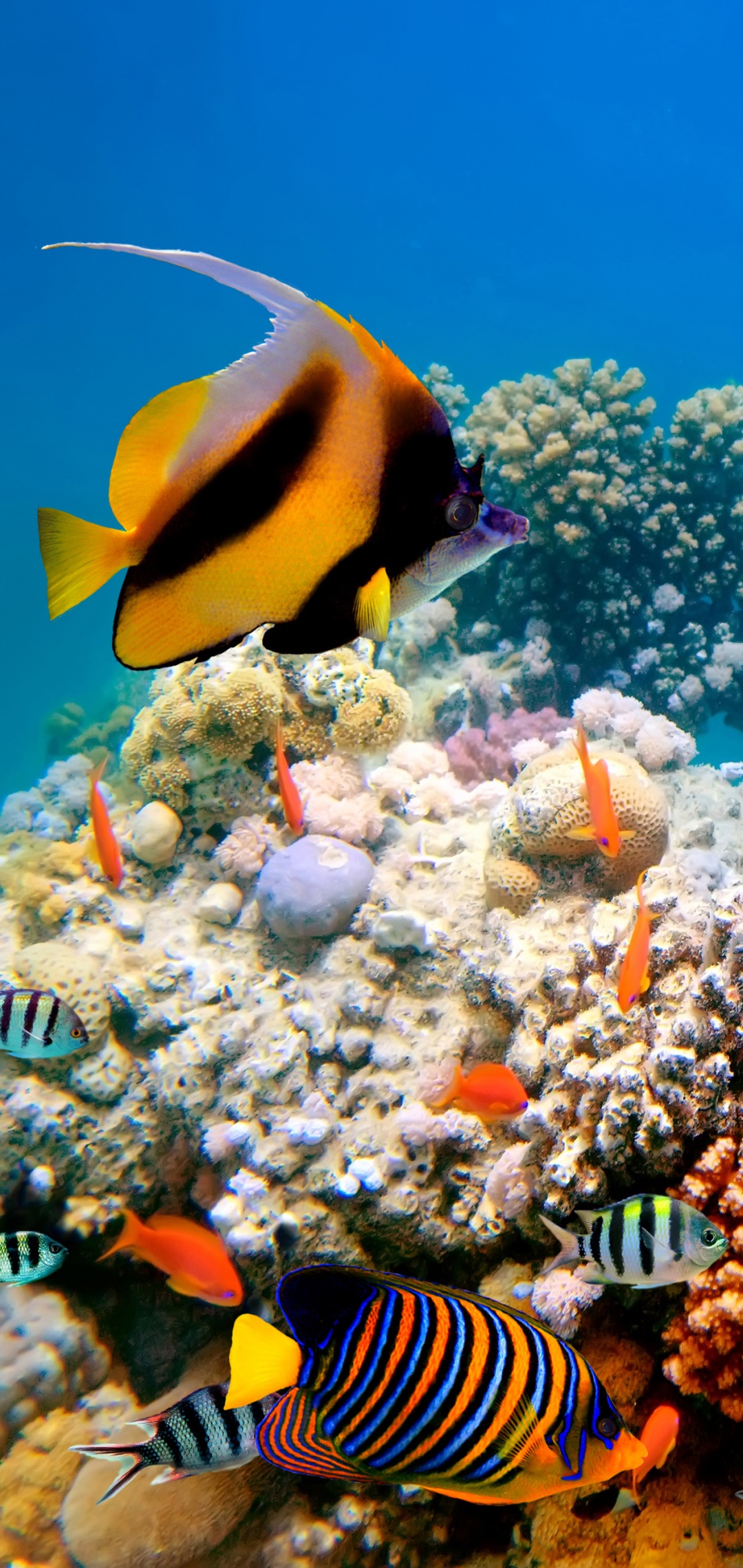 Animal Fish, Turtle, Underwater, Coral Reef, 1080x2280 Phone HD Wallpaper