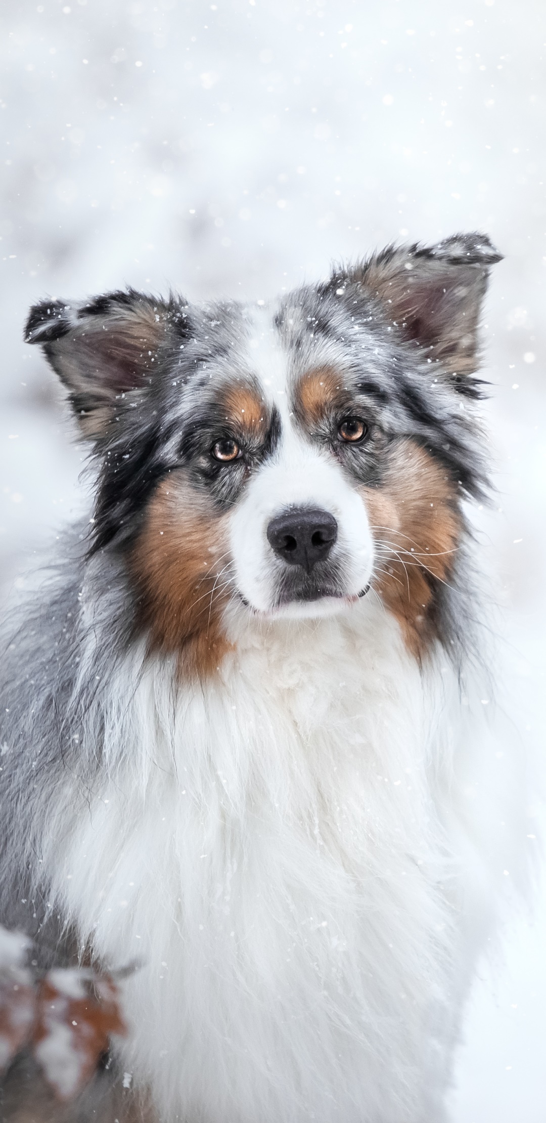 Animal Australian Shepherd, Stare, Winter, Dog, 1080x2220 Phone HD ...