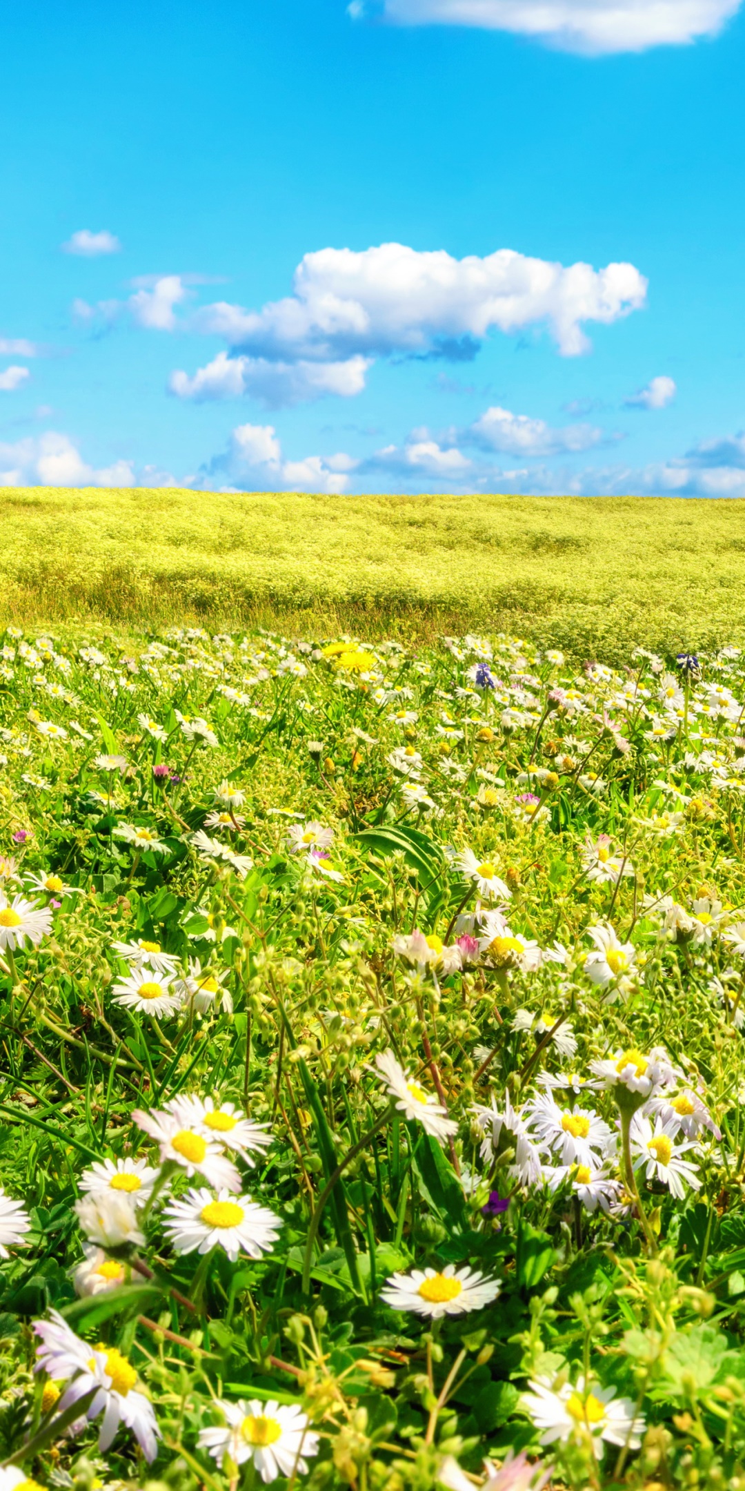 Earth Field, White Flower, Summer, Landscape, Flower, 1080x2160 Phone ...
