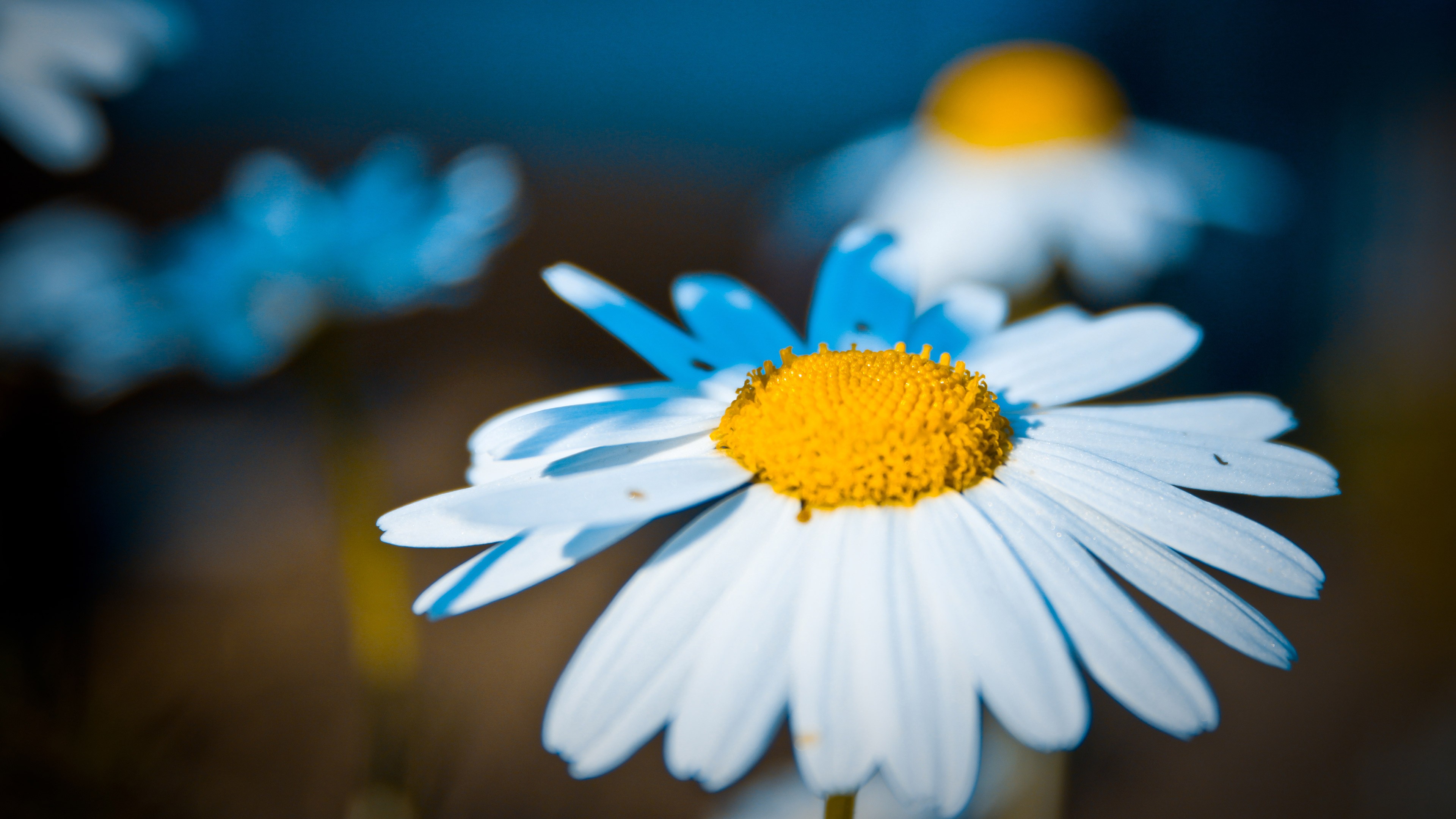 «gerbera» HD Wallpapers