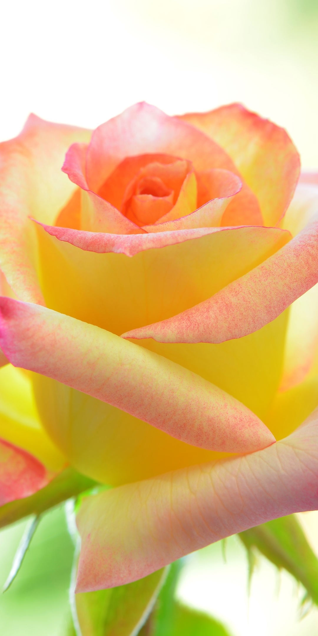 Earth Rose, Flower, 1080X2160 Phone Hd Wallpaper