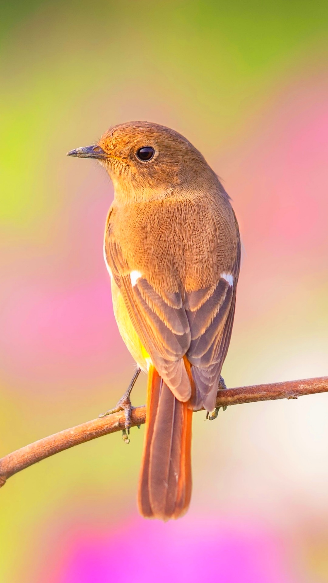 «Bird phone wallpaper» 1080P, 2k, 4k Full HD Wallpapers, Backgrounds ...