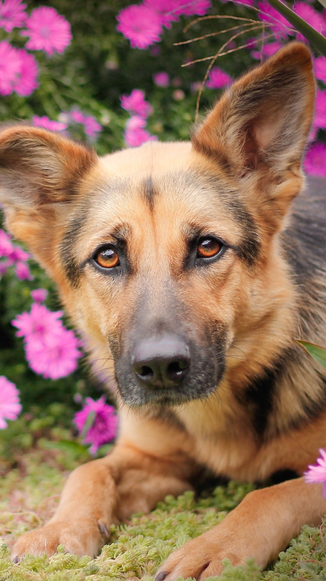 Animal German Shepherd, Dog, 1080x1920 Phone HD Wallpaper