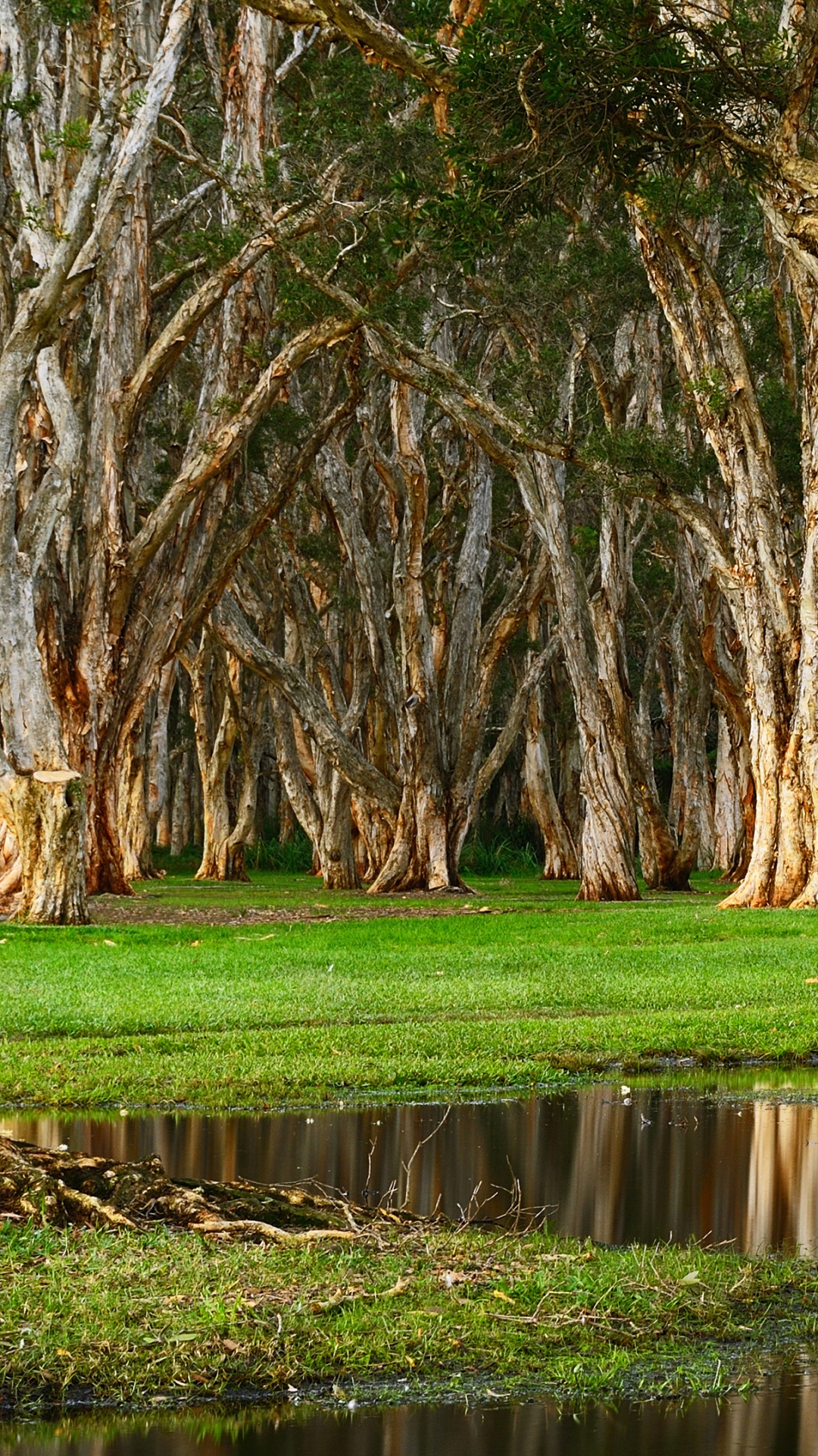 Photography Park, Centennial Park, Nature, 1080x1920 Phone HD Wallpaper