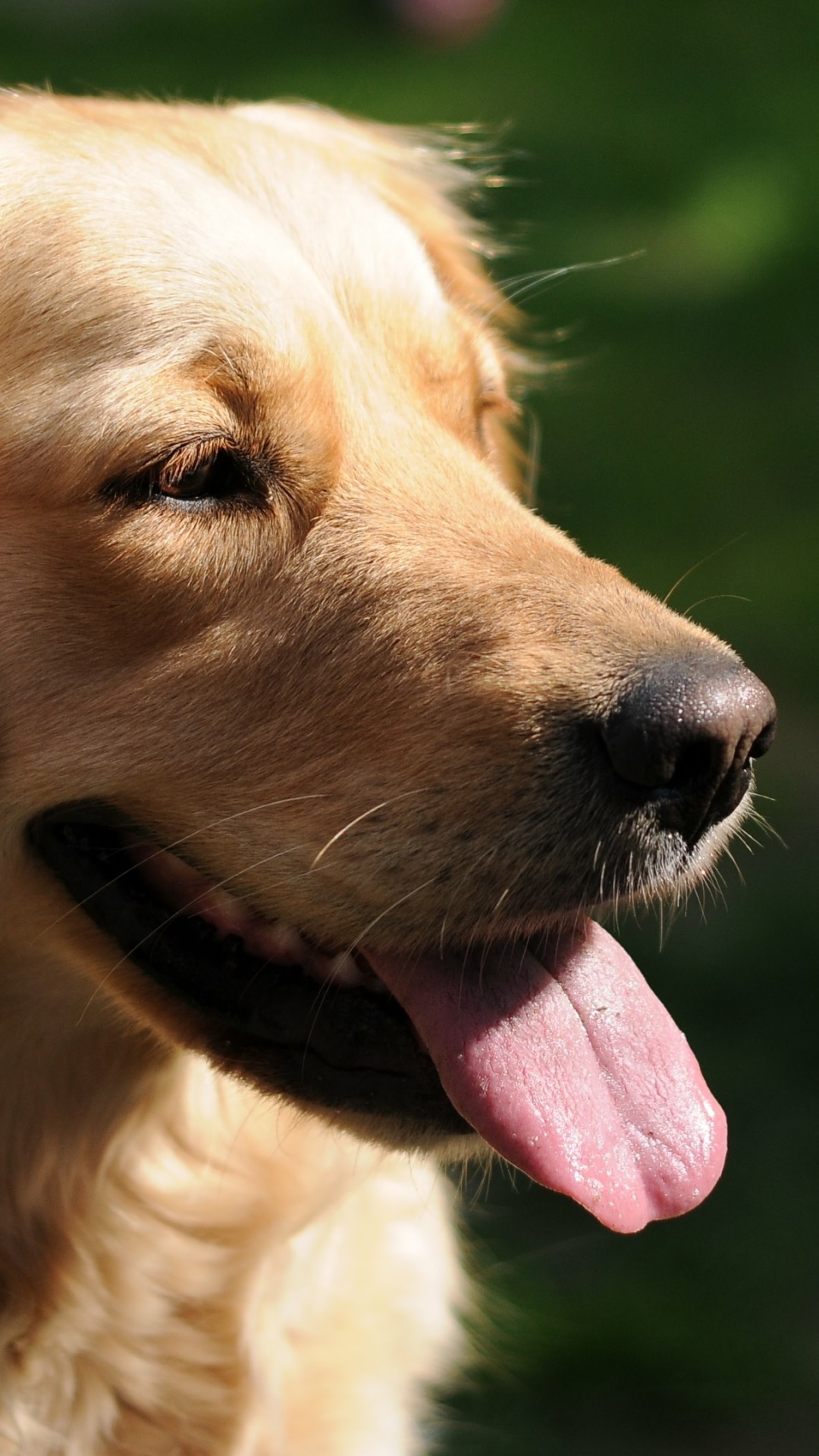 Animal Golden Retriever, Dog, 1080x1920 Phone HD Wallpaper
